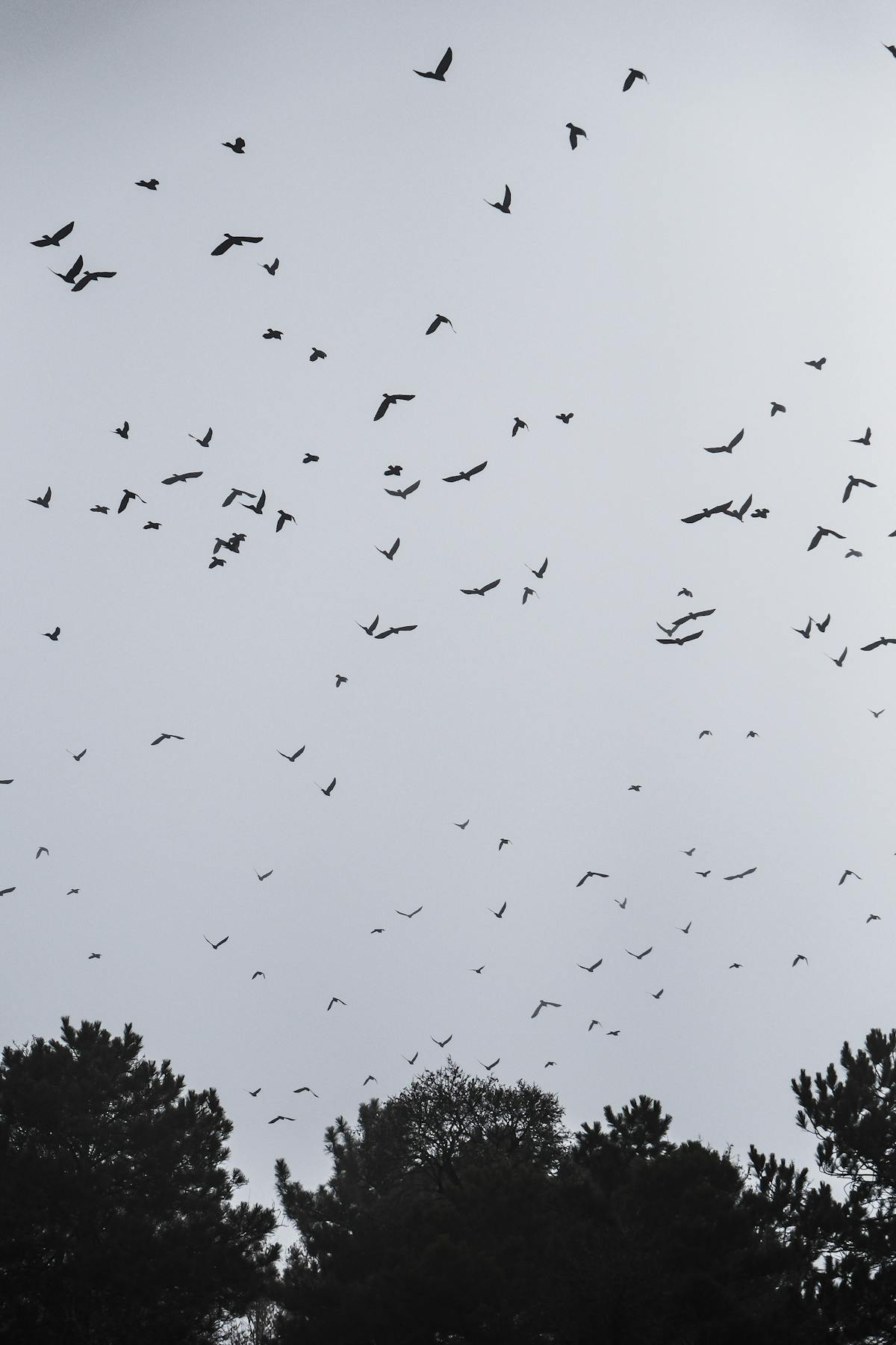 Forest Skyline Photos, Download The BEST Free Forest Skyline Stock ...