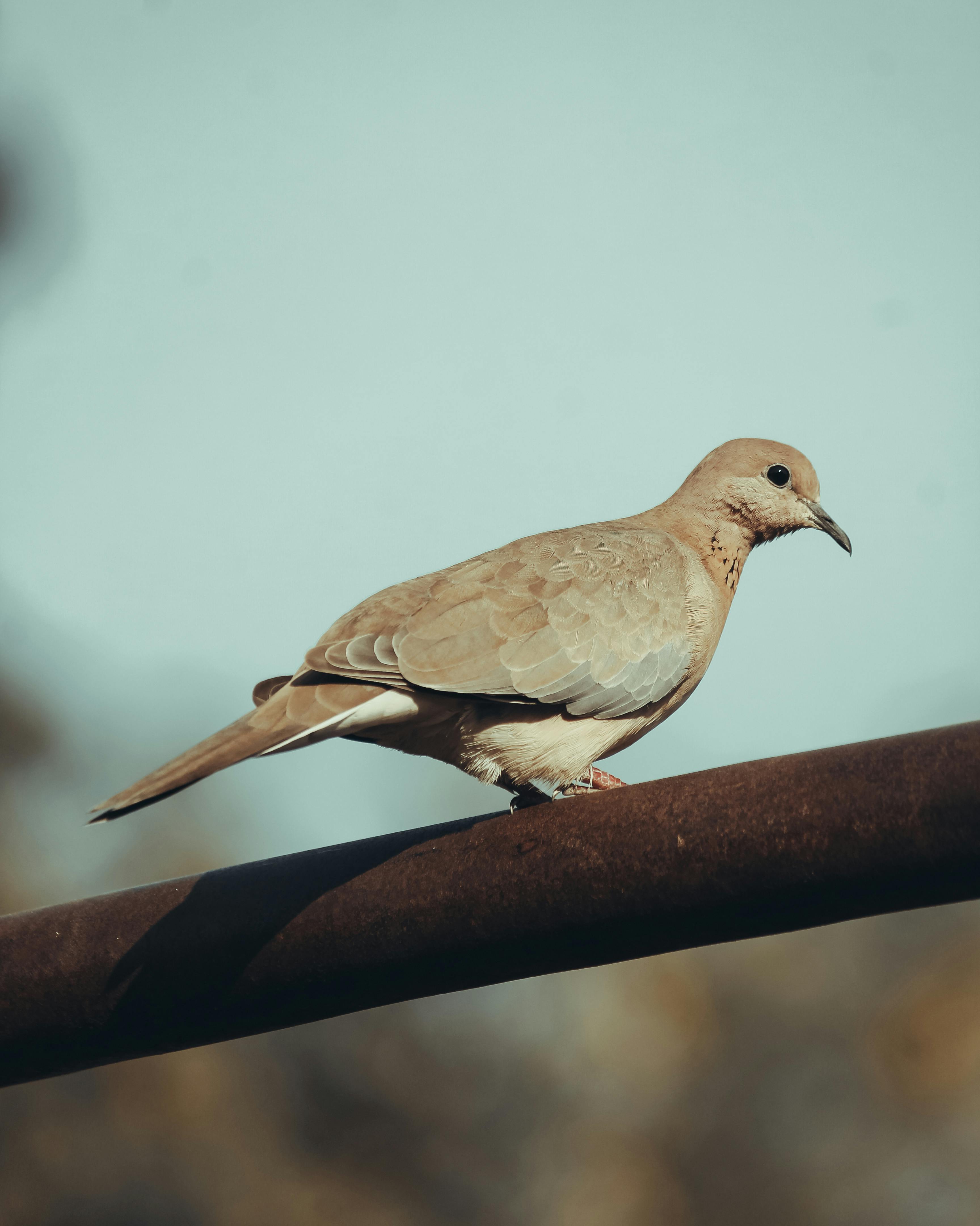 Beautiful Dove Perched on a Rustic Metal Rail · Free Stock Photo