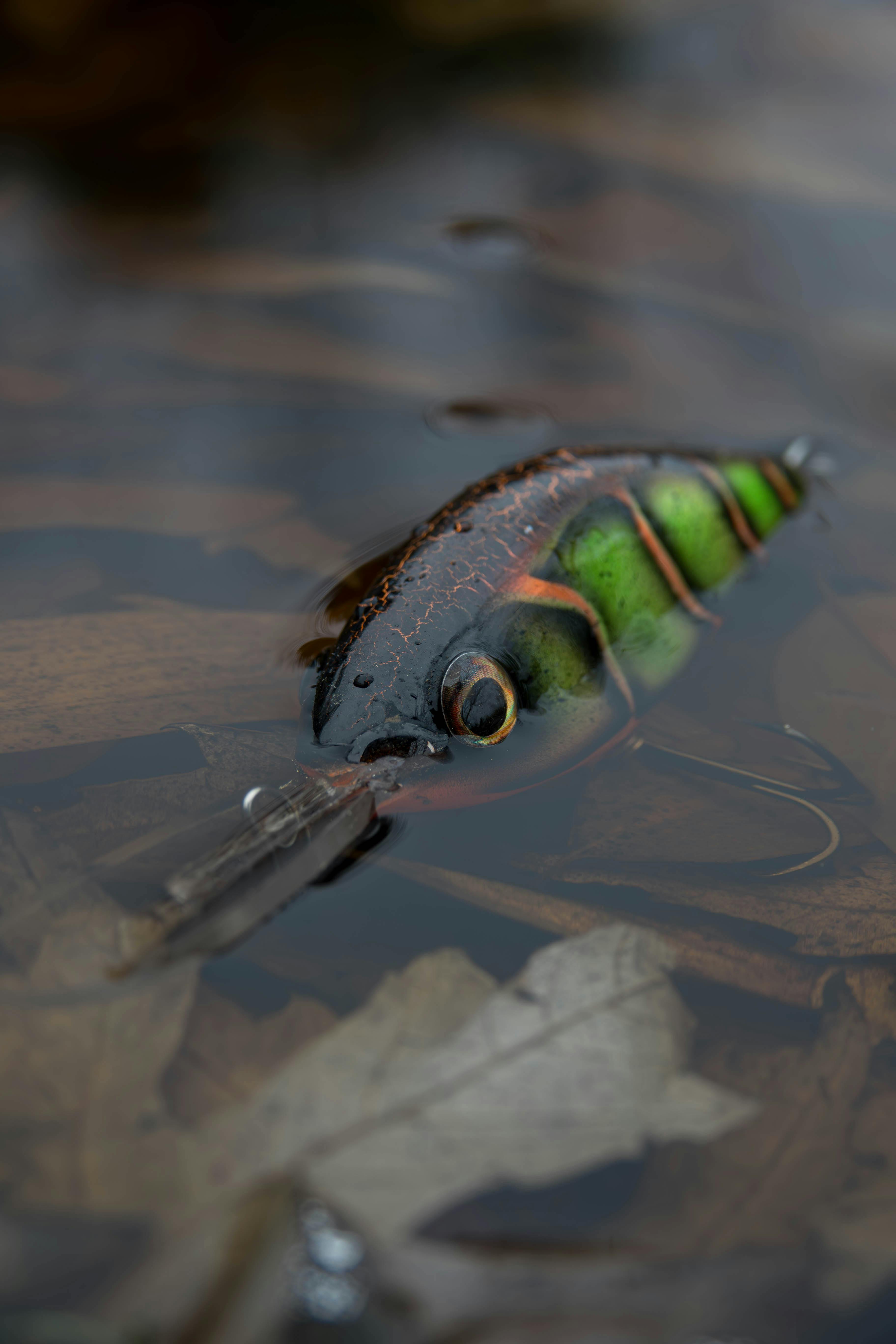 Wet Reflections Photos, Download The BEST Free Wet Reflections Stock ...