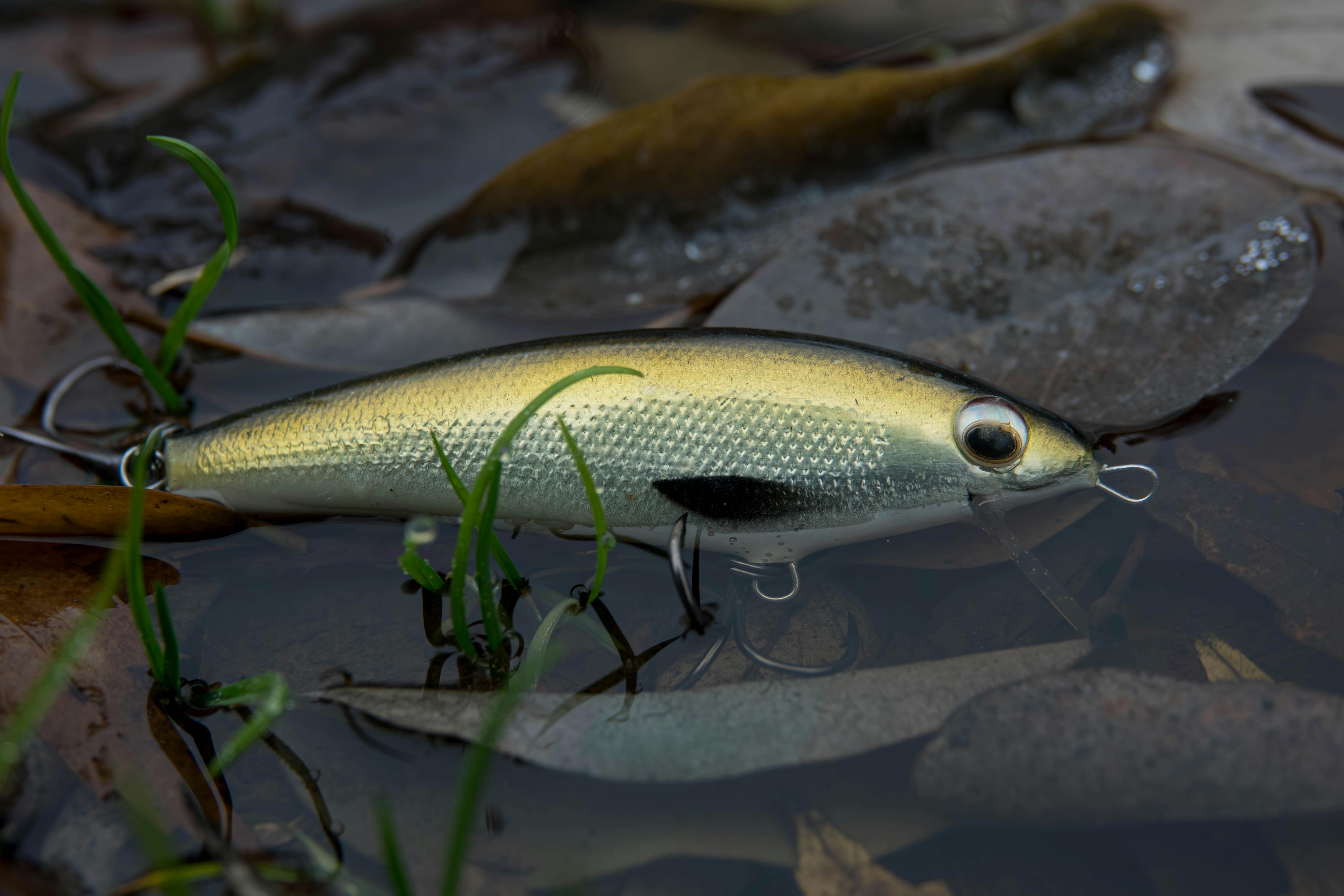 Realistic Fishing Lure in Natural Setting · Free Stock Photo