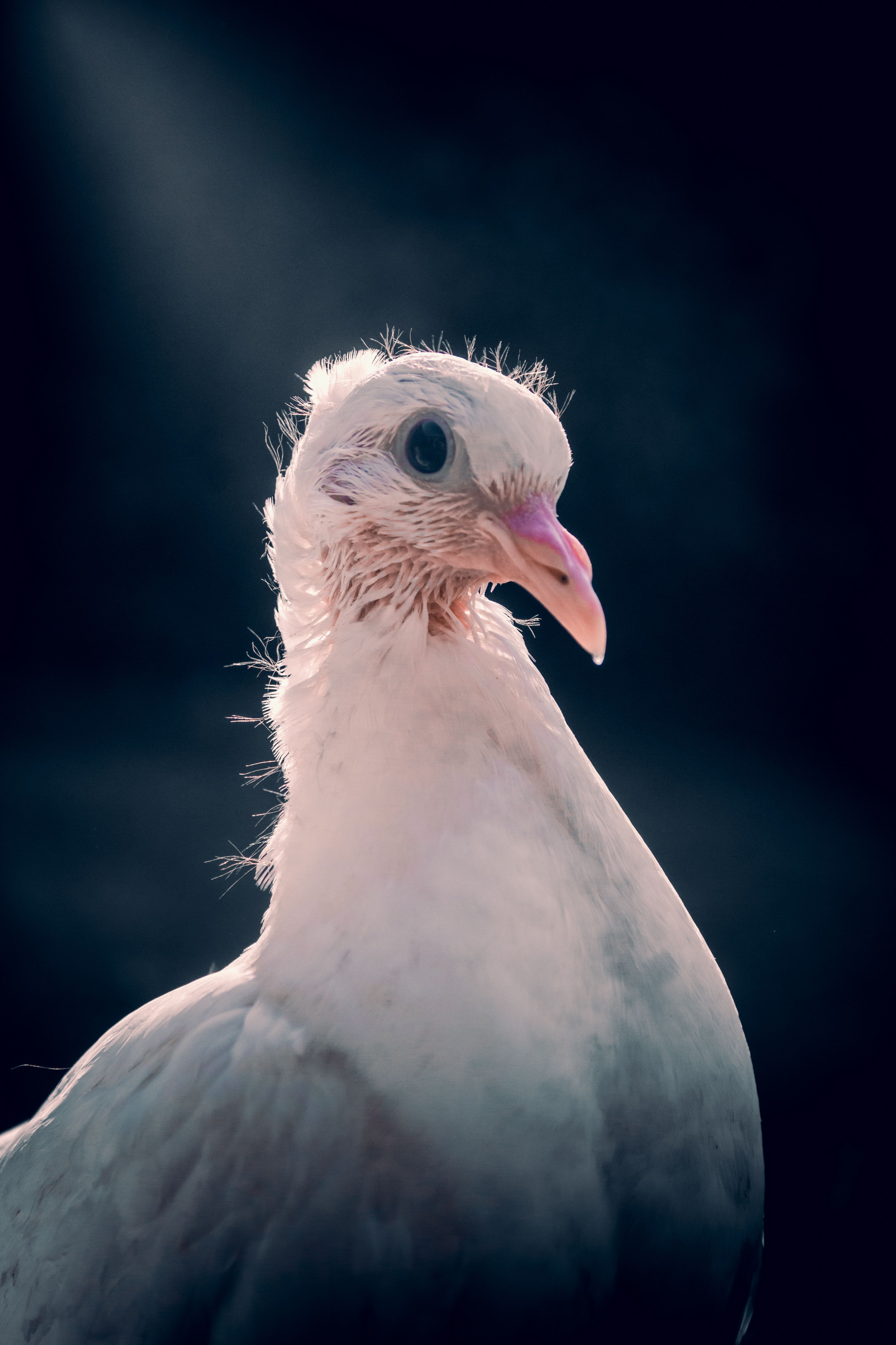 Close-up Portrait of a White Pigeon in Soft Light · Free Stock Photo