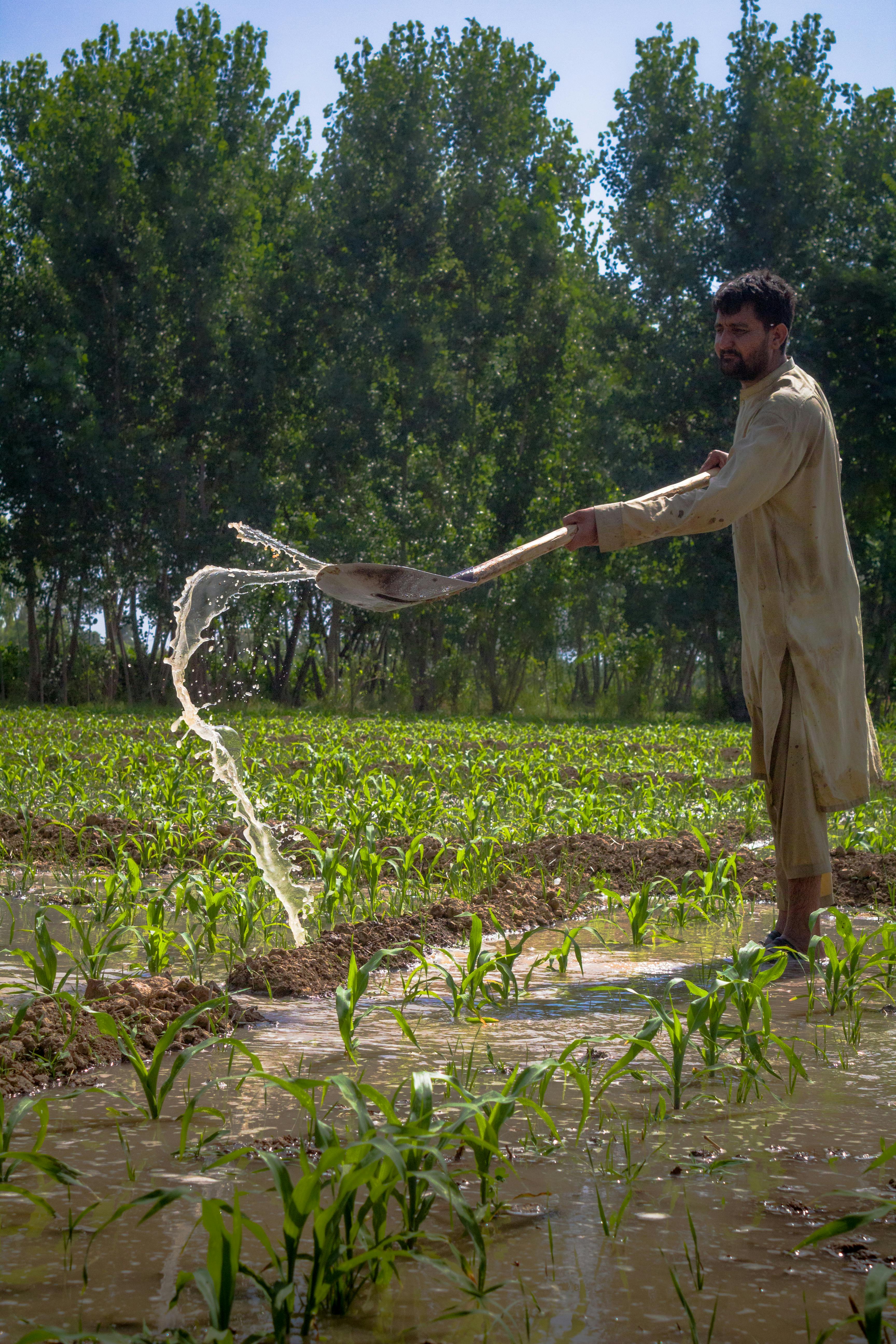 Farmer Irrigating Crops in Lush Green Field · Free Stock Photo