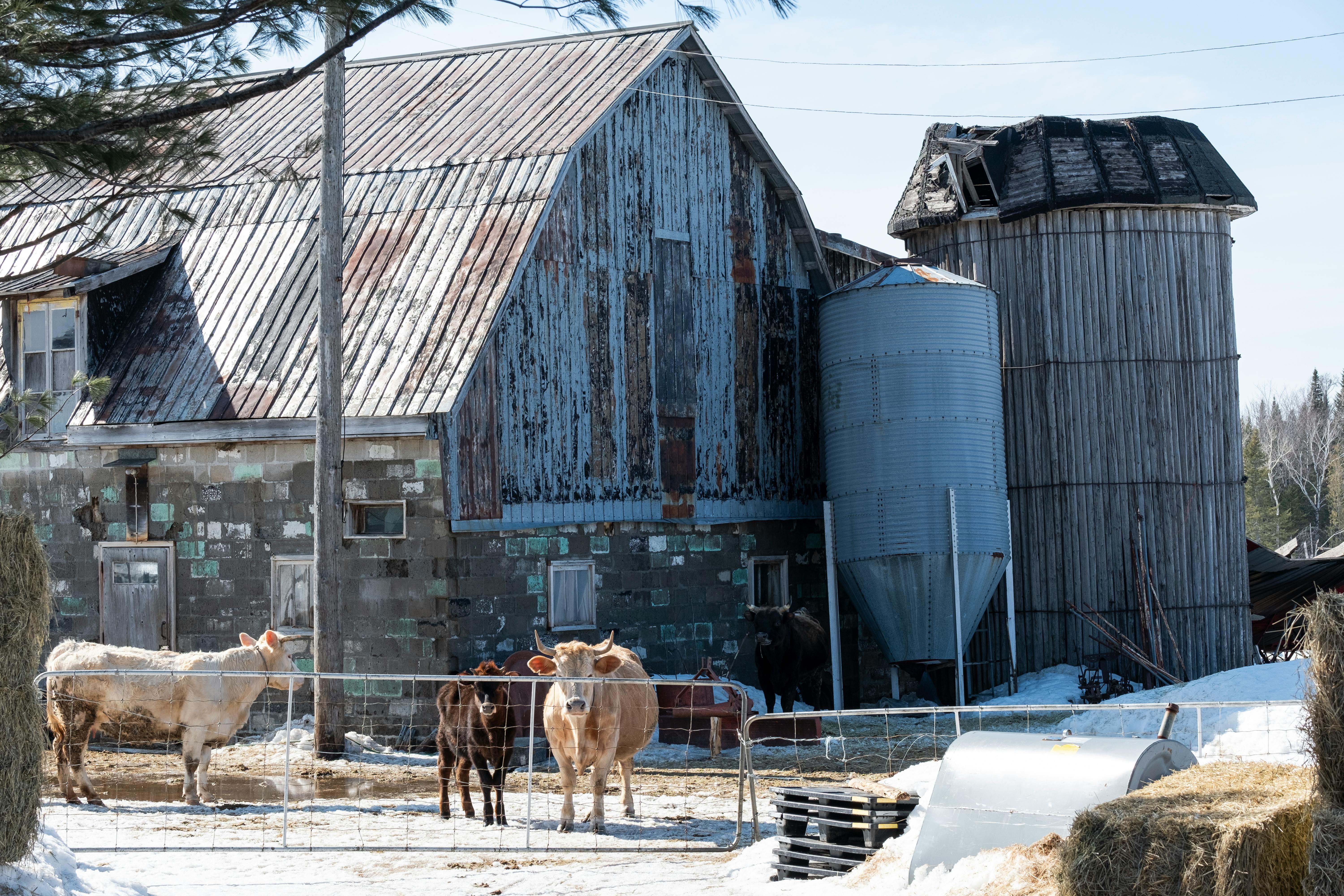 Rustic Farm Scene in Winter Québec · Free Stock Photo