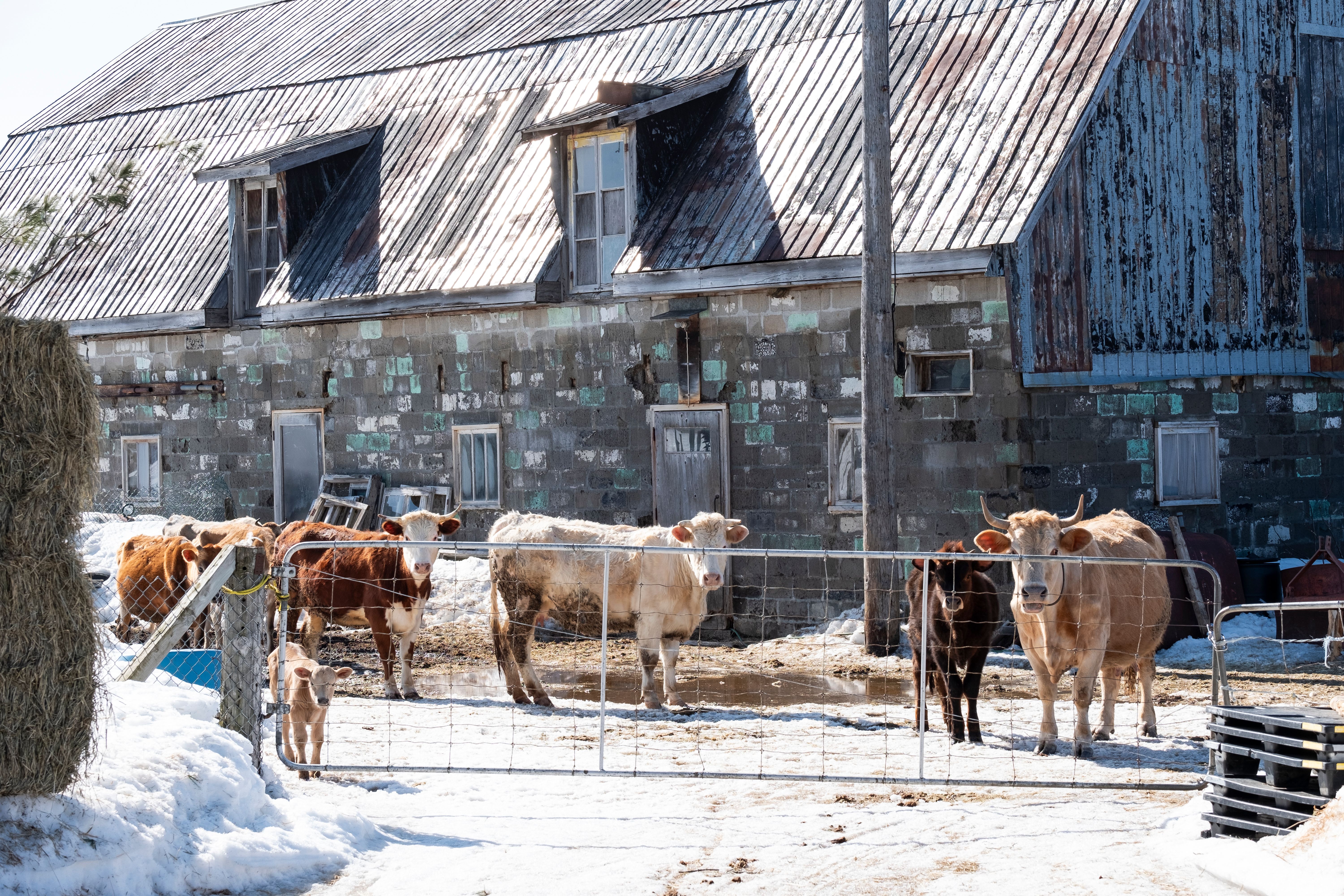 Rural Québec Farm with Cattle in Winter · Free Stock Photo