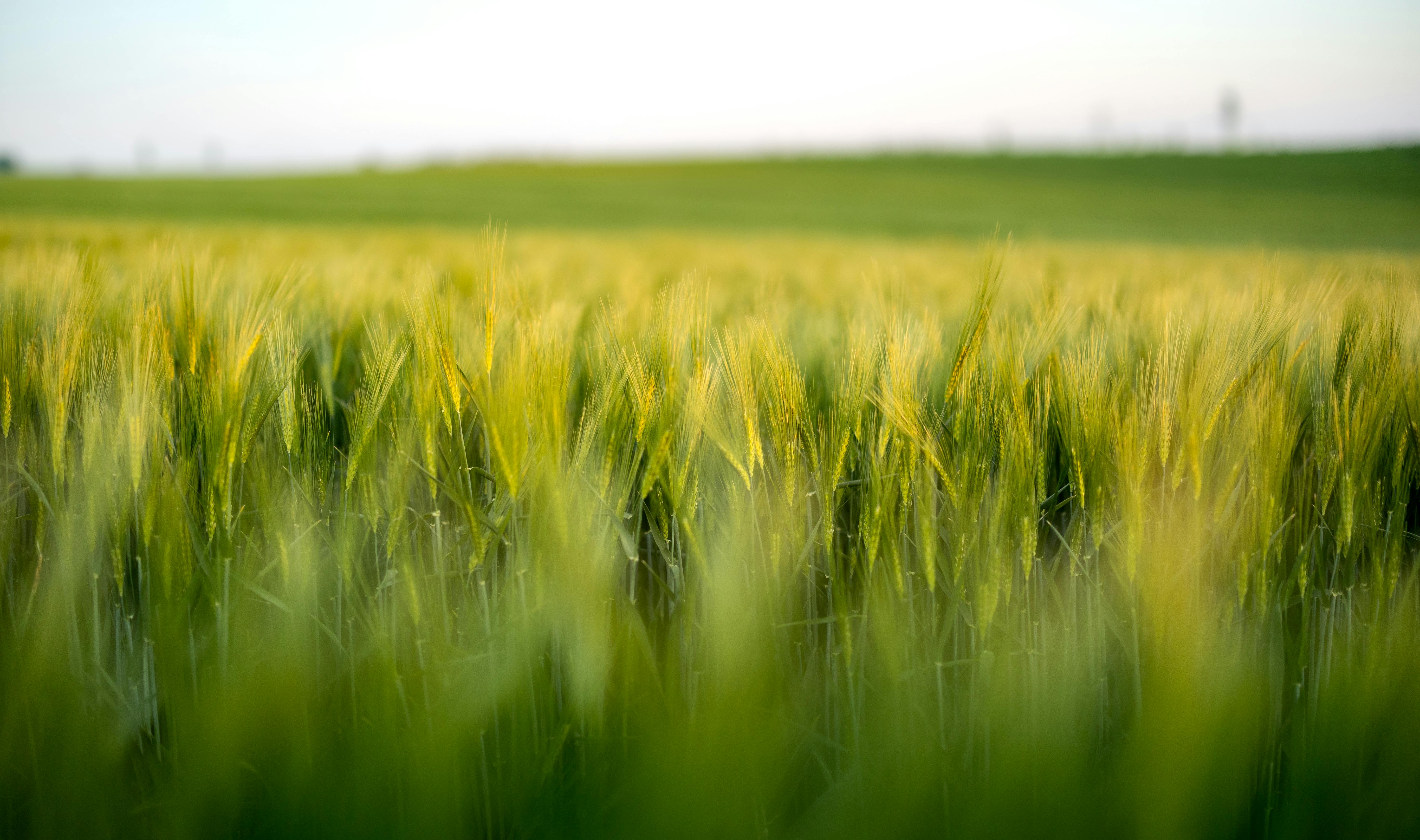 Foto profissional gratuita de @exterior, agrário, agricultura, alimento ...