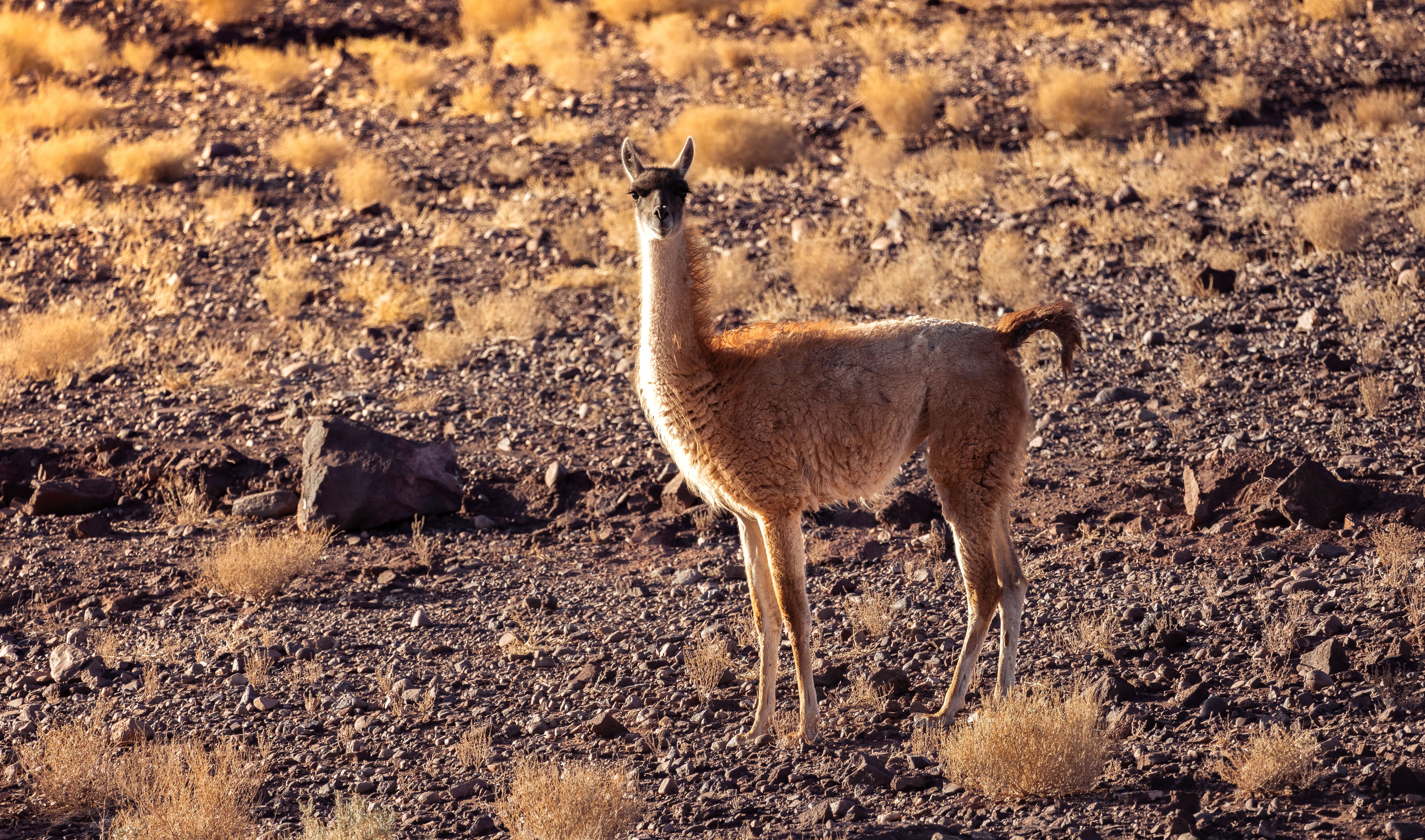 Llama En El Desierto De Atacama, Chile · Foto de stock gratuita