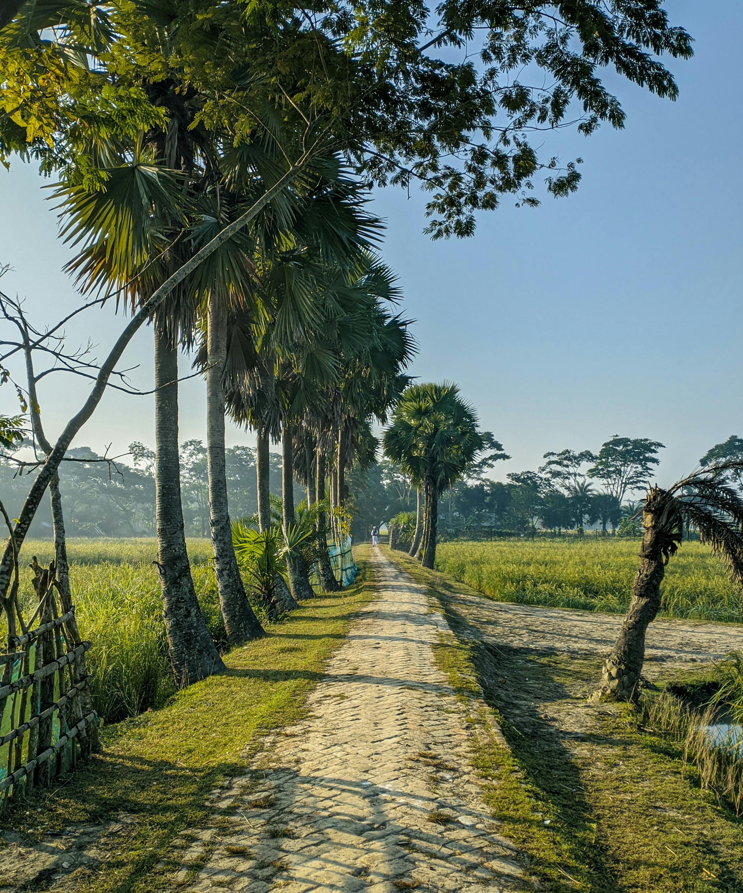 Scenic Rural Pathway Lined with Palm Trees · Free Stock Photo