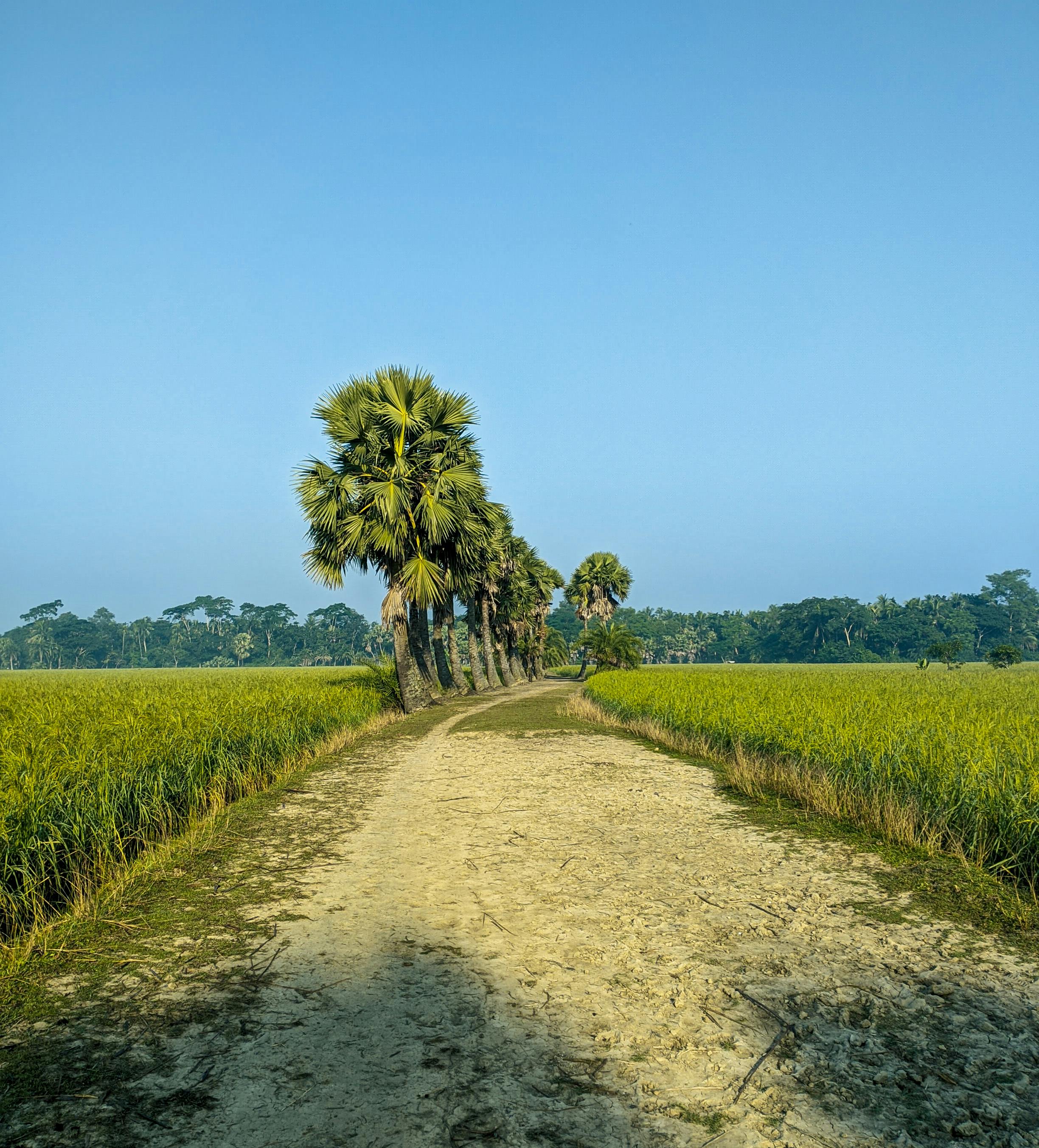 Scenic Rural Path with Palm Trees in Green Fields · Free Stock Photo