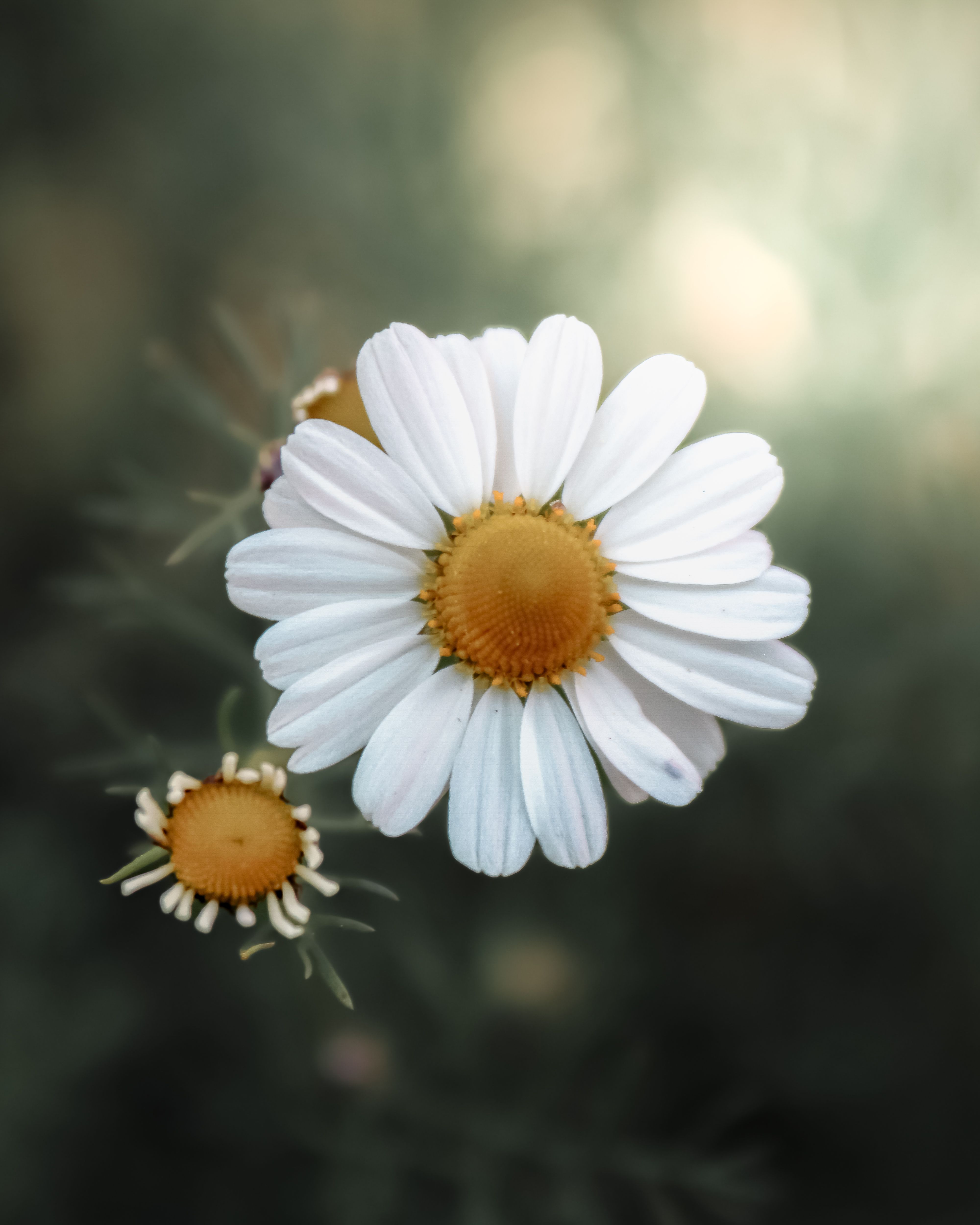Flowere Background Wallpaper Photos, Download The BEST Free Flowere ...
