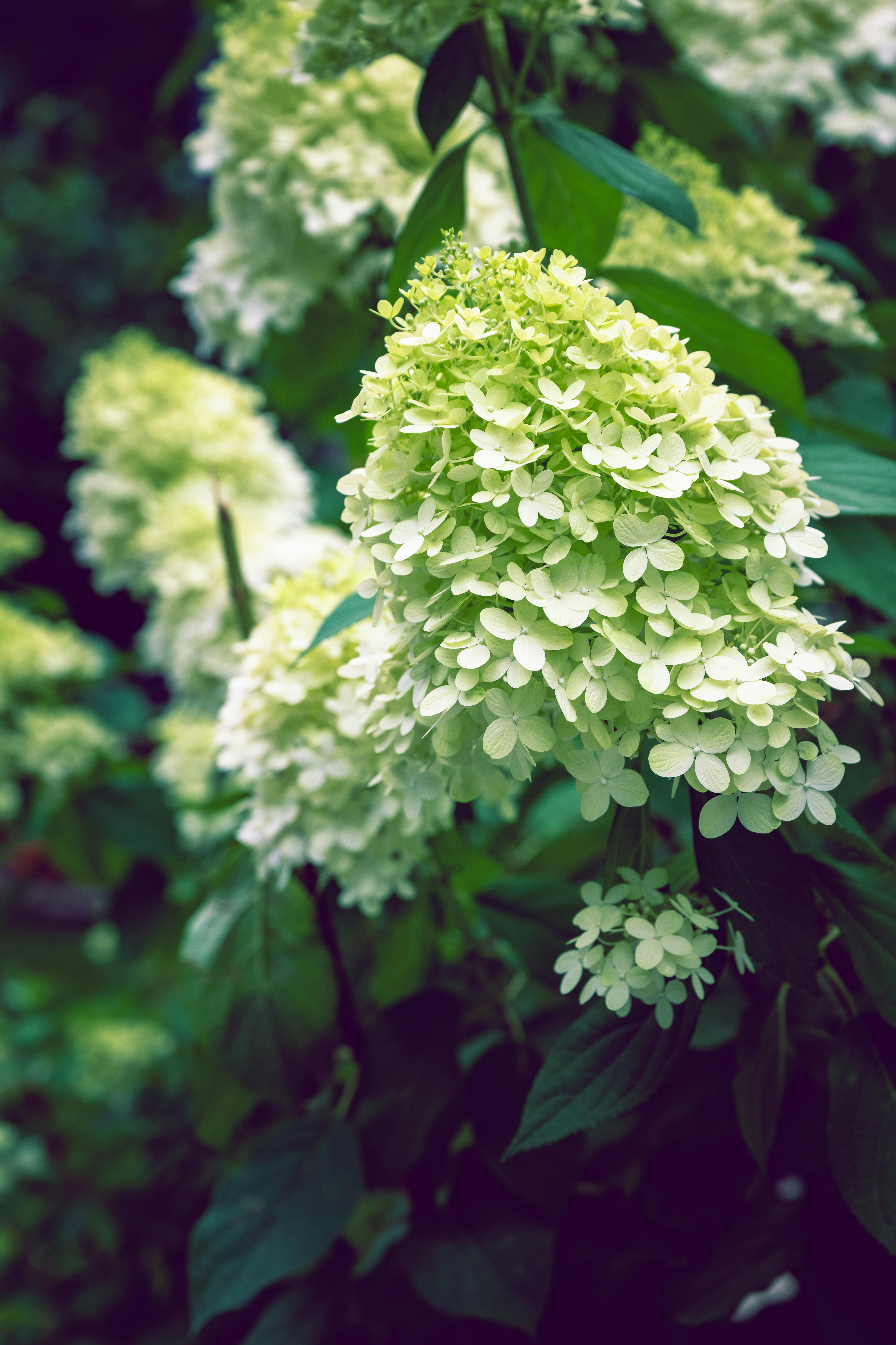 Lush Hydrangea Blooms in Boise Garden · Free Stock Photo