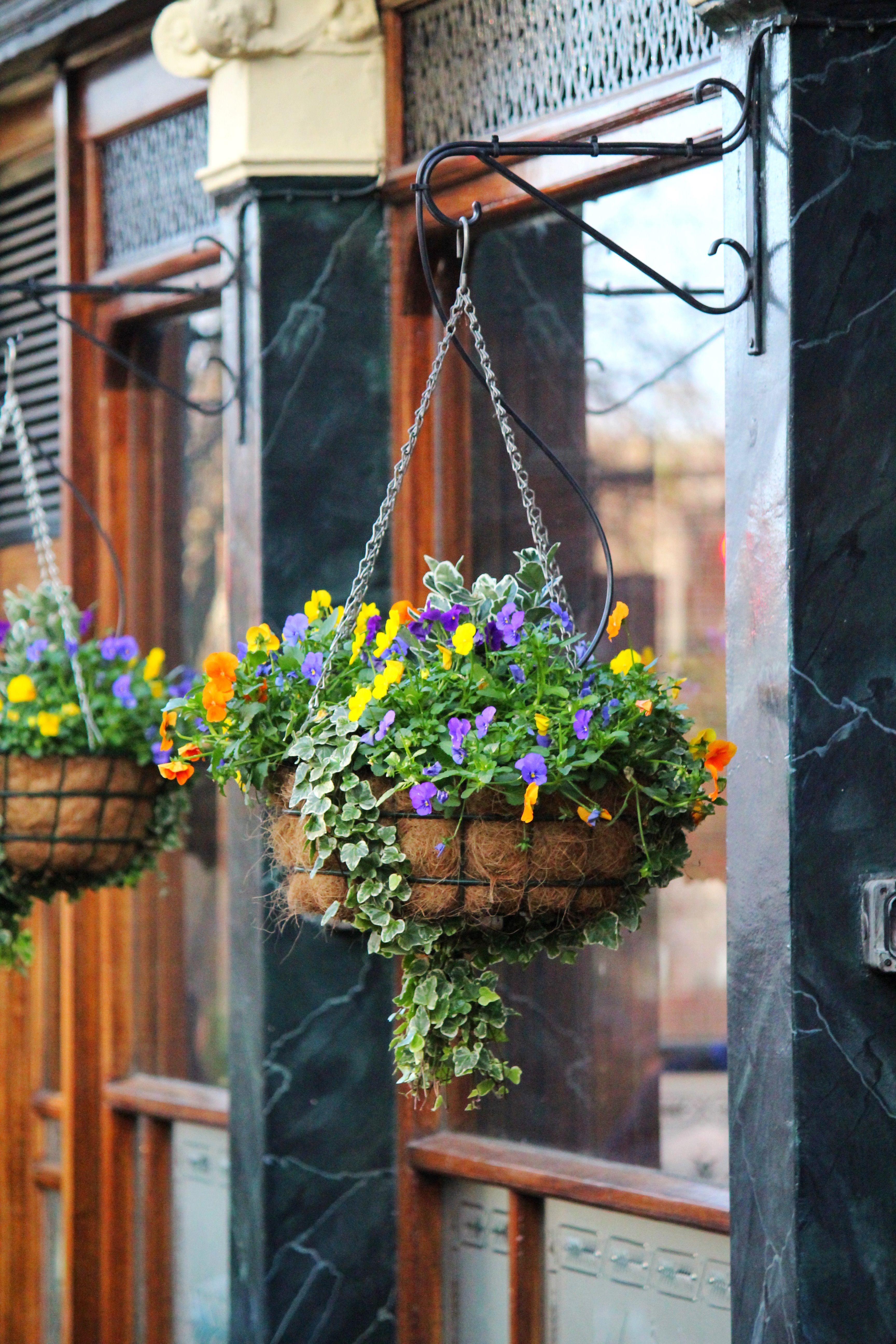 Hanging Basket of Vibrant Flowers on Streetside · Free Stock Photo