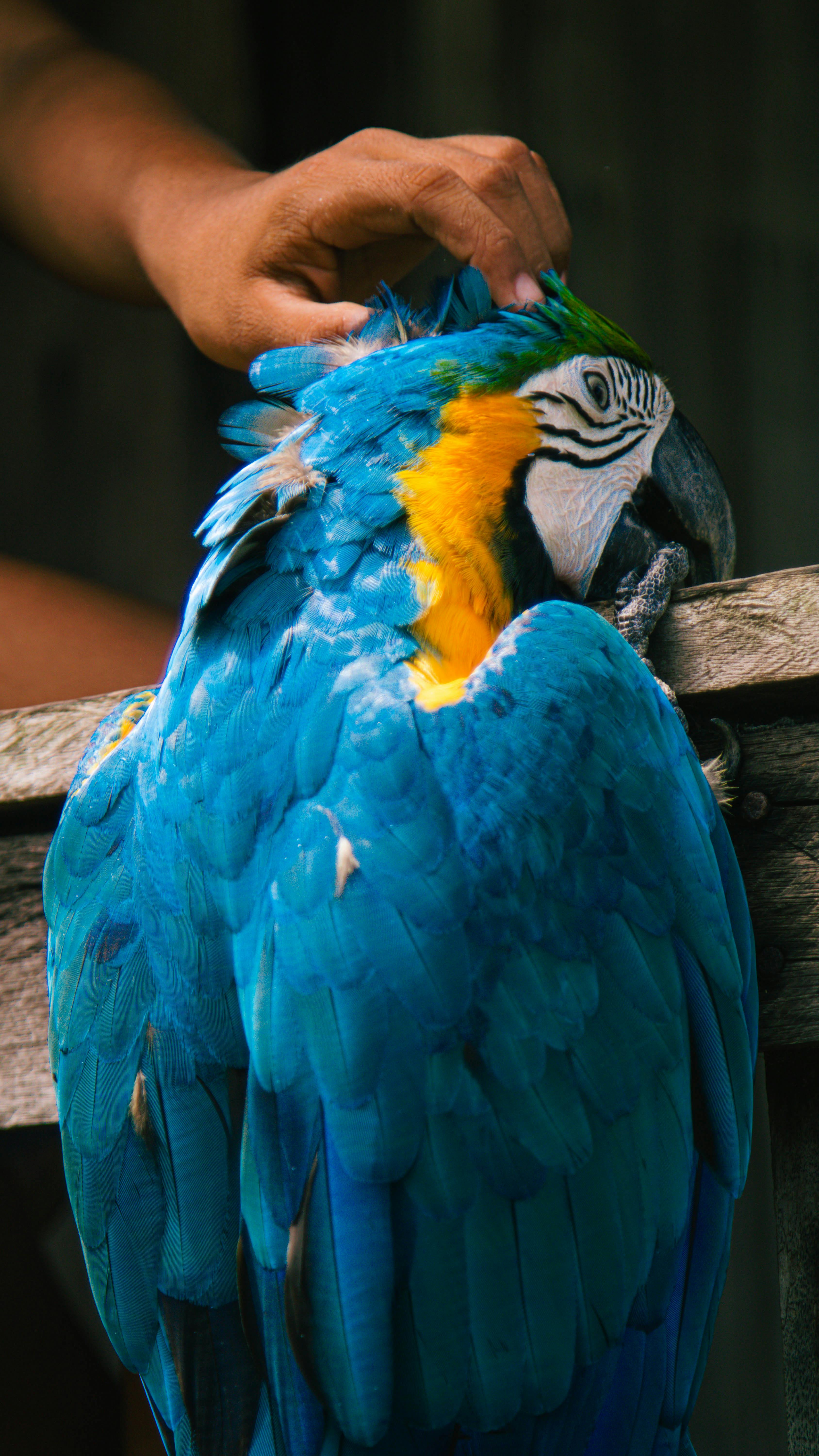 Foto de stock gratuita sobre amante de las aves, amazonas, amazonia ...