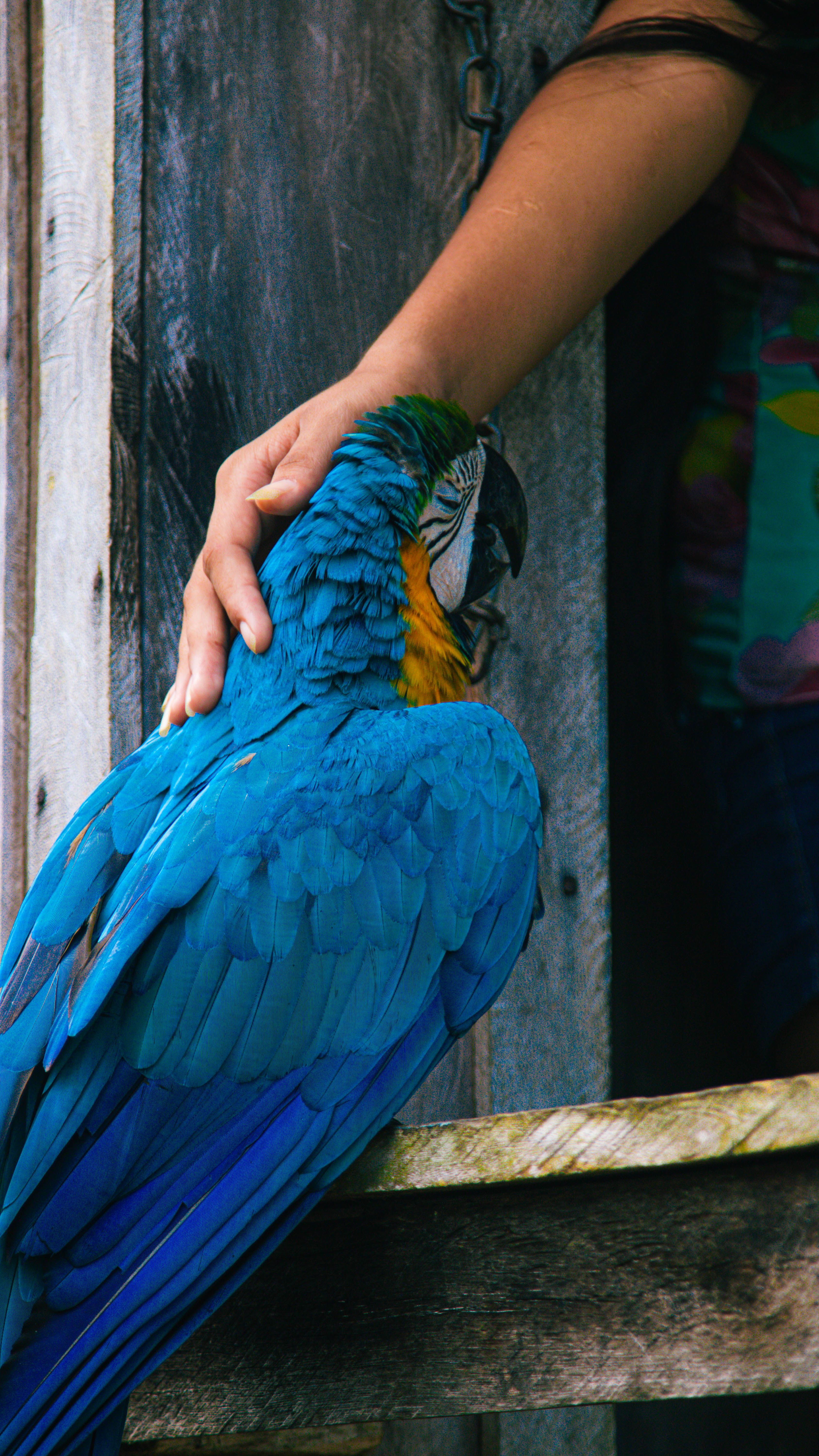 Foto de stock gratuita sobre amante de las aves, amazonas, amazonia ...