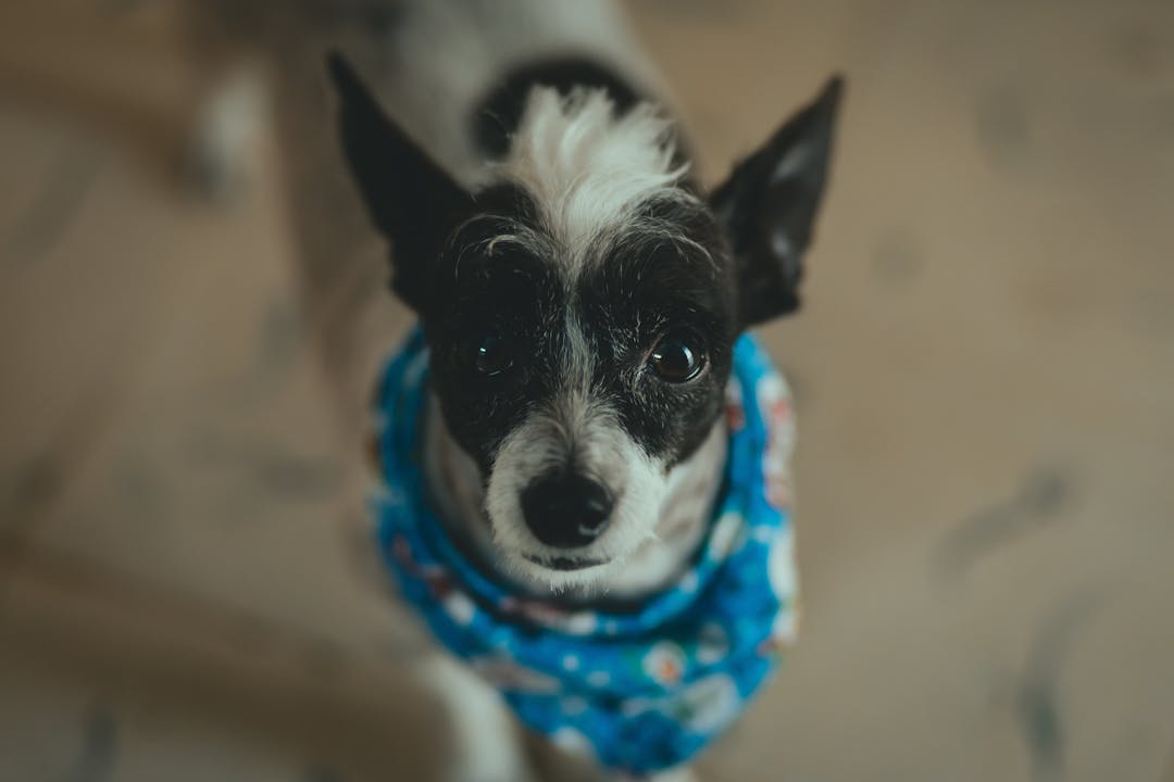 What Kind of Dog Is Blue from Blue's Clues? Explained