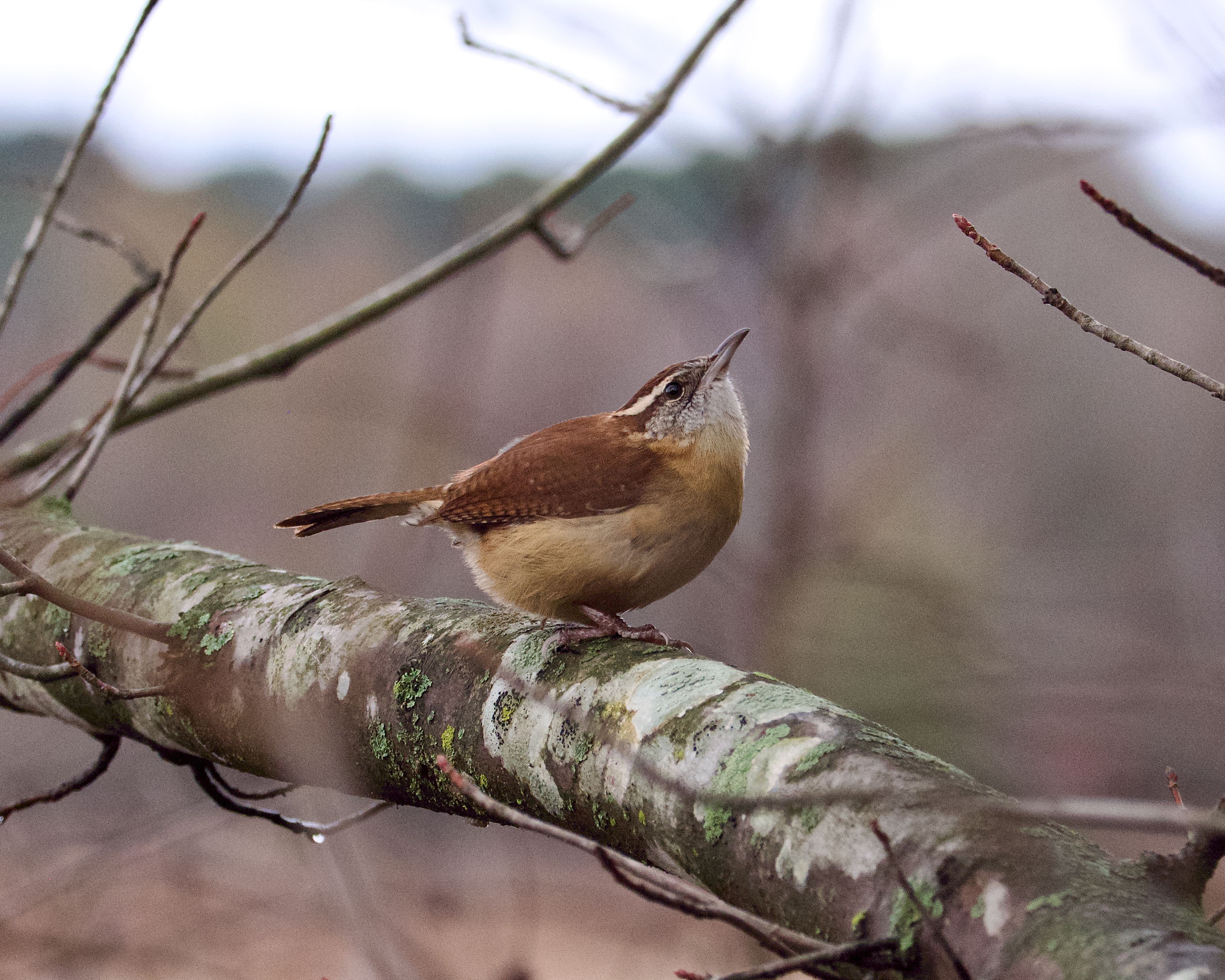 Carolina Wren Perching on Branch in Alabama · Free Stock Photo