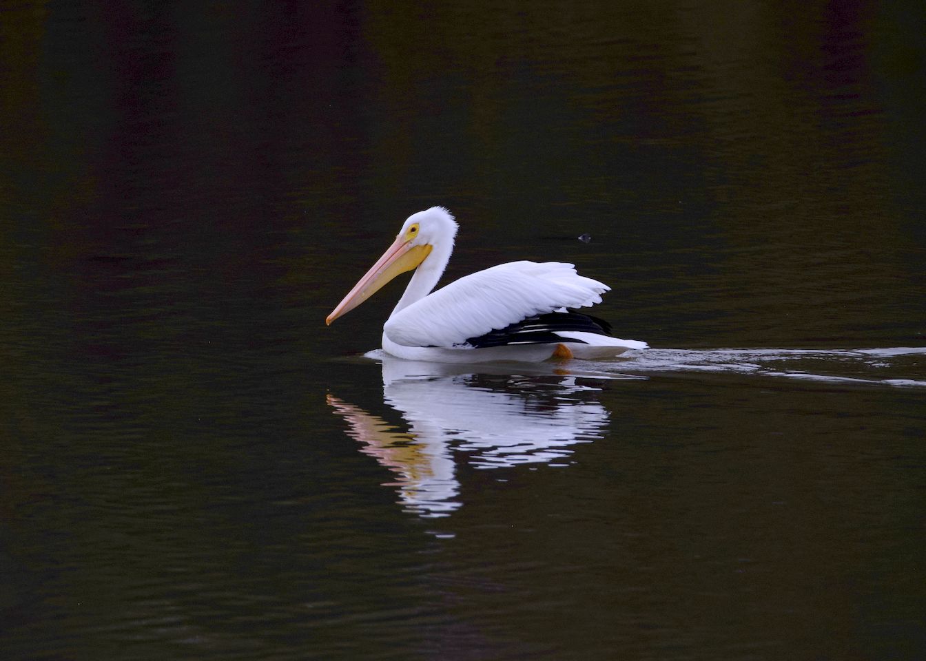 American White Pelican: Habitat, Behavior, and More