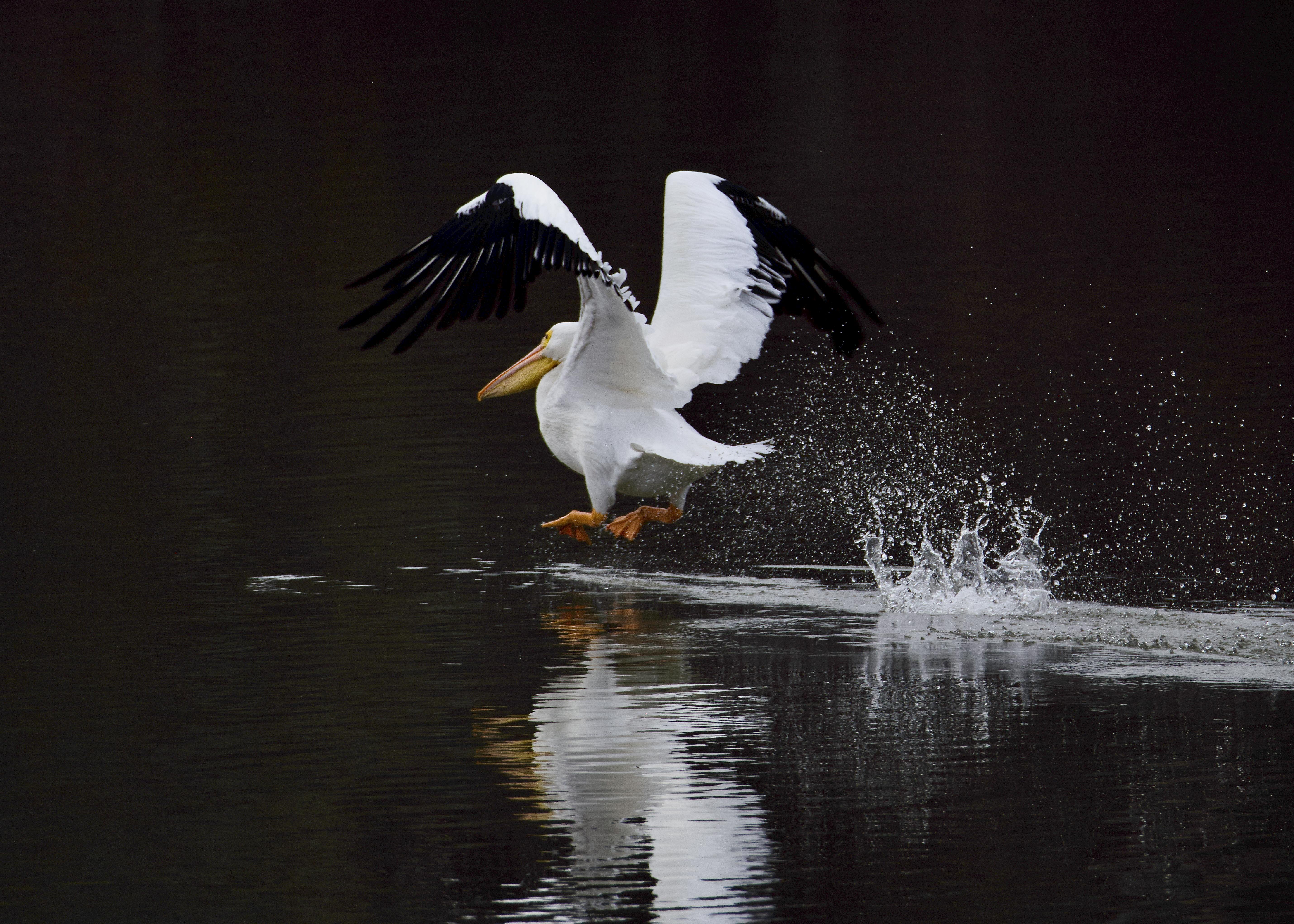 Qs Take Off Photos, Download The BEST Free Qs Take Off Stock Photos ...