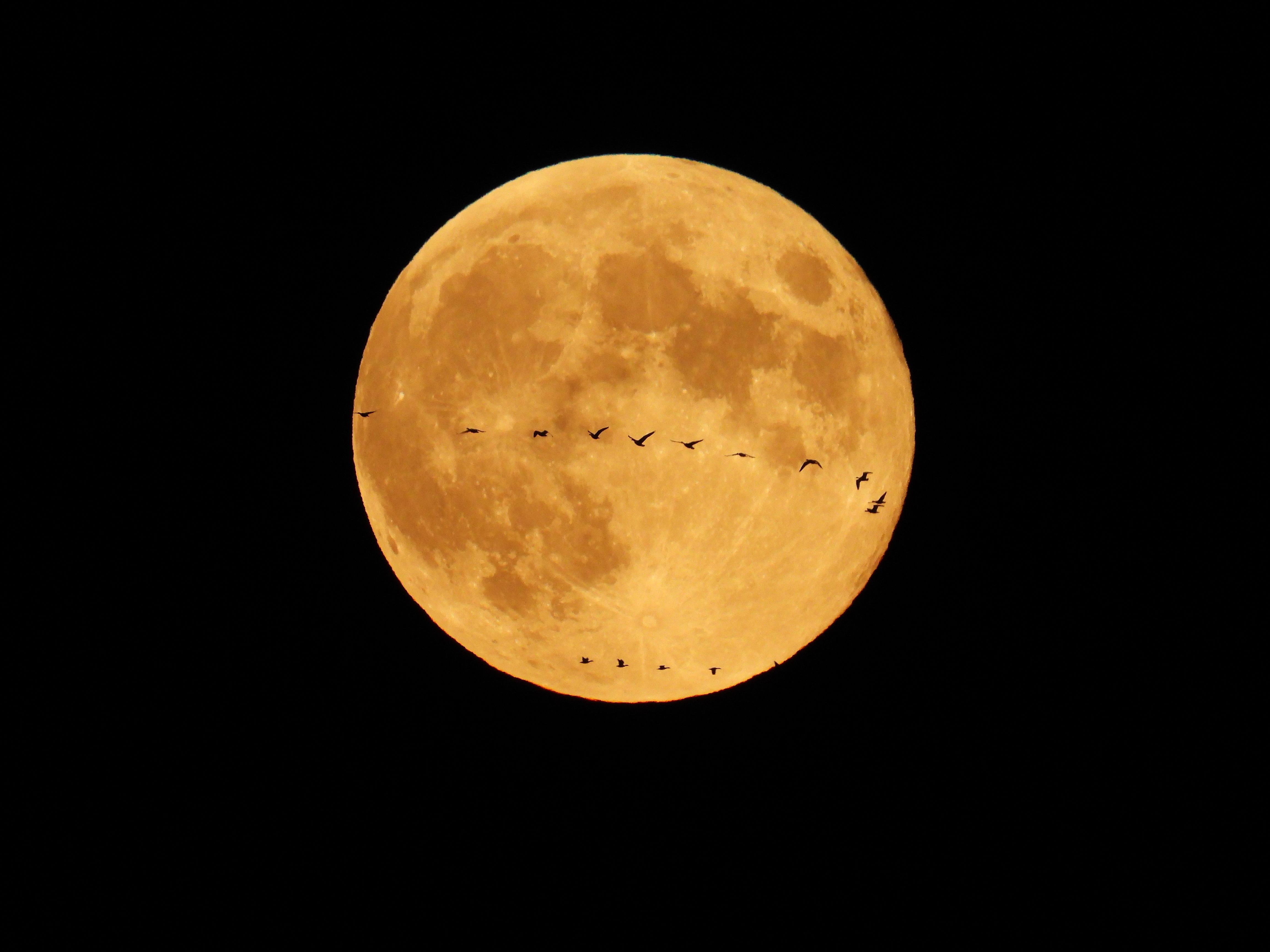 Full Moon with Birds in Flight at Night · Free Stock Photo