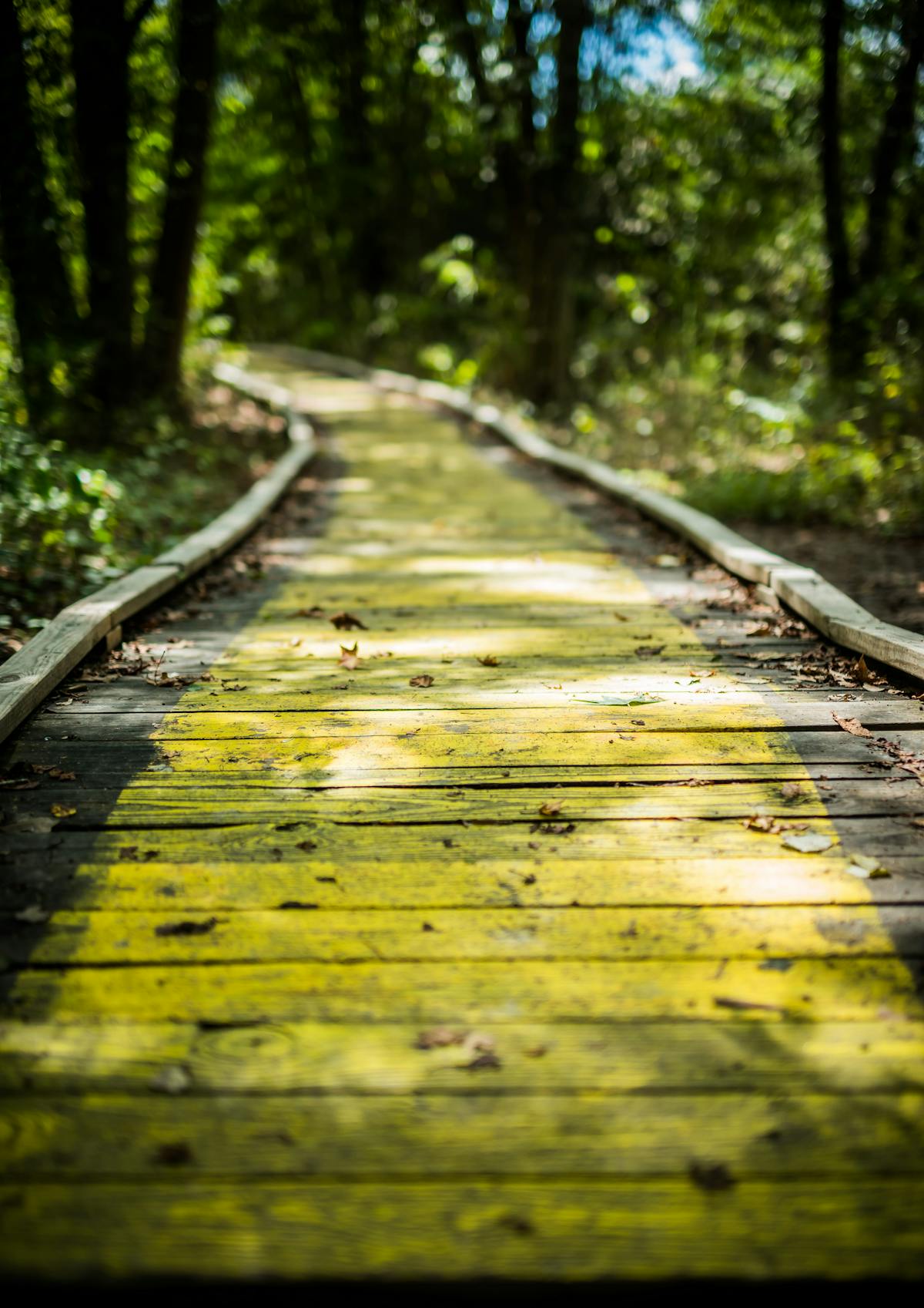 Nature Walk Photos, Download The BEST Free Nature Walk Stock Photos ...