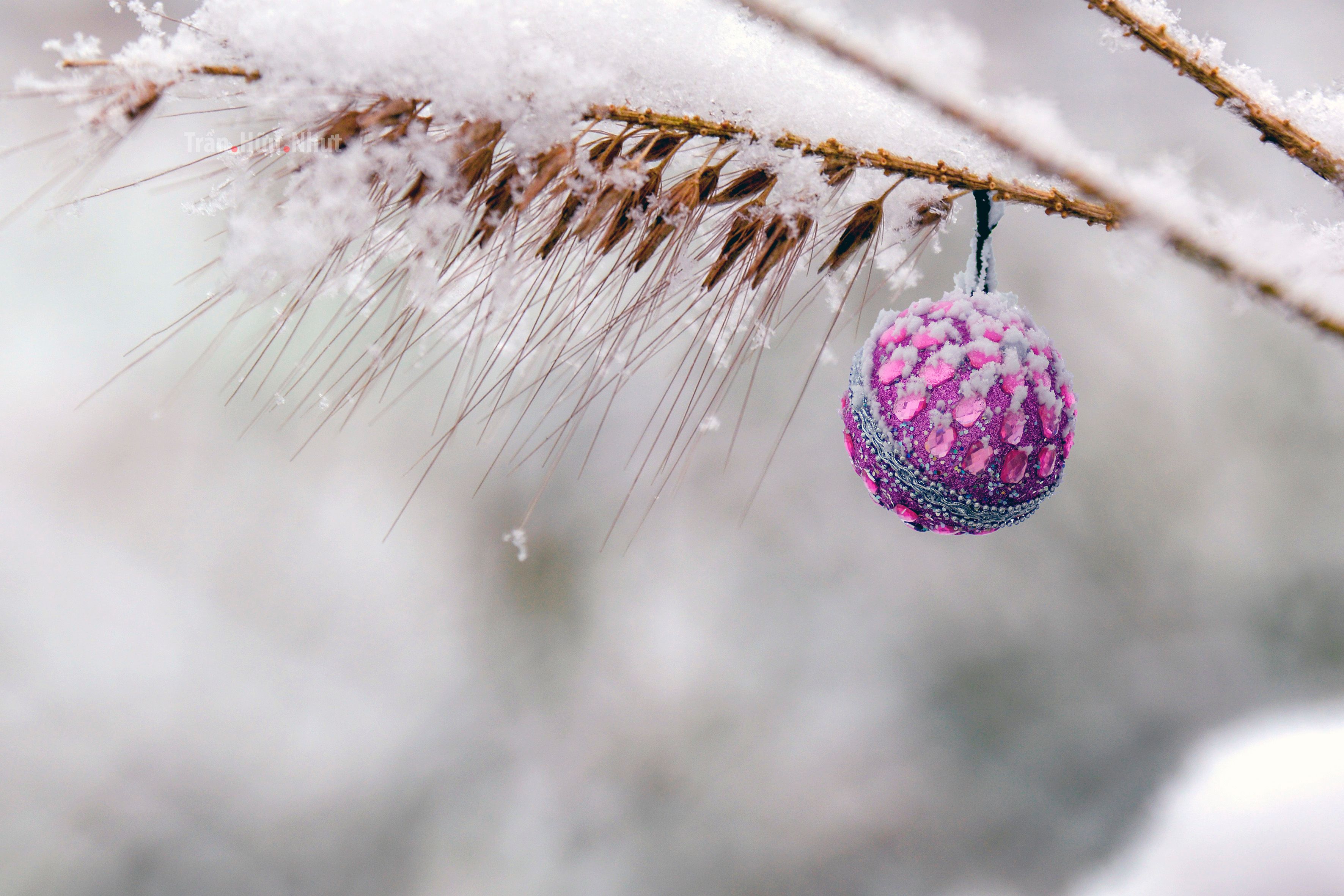 Pink Snowflake Photos, Download The BEST Free Pink Snowflake Stock ...