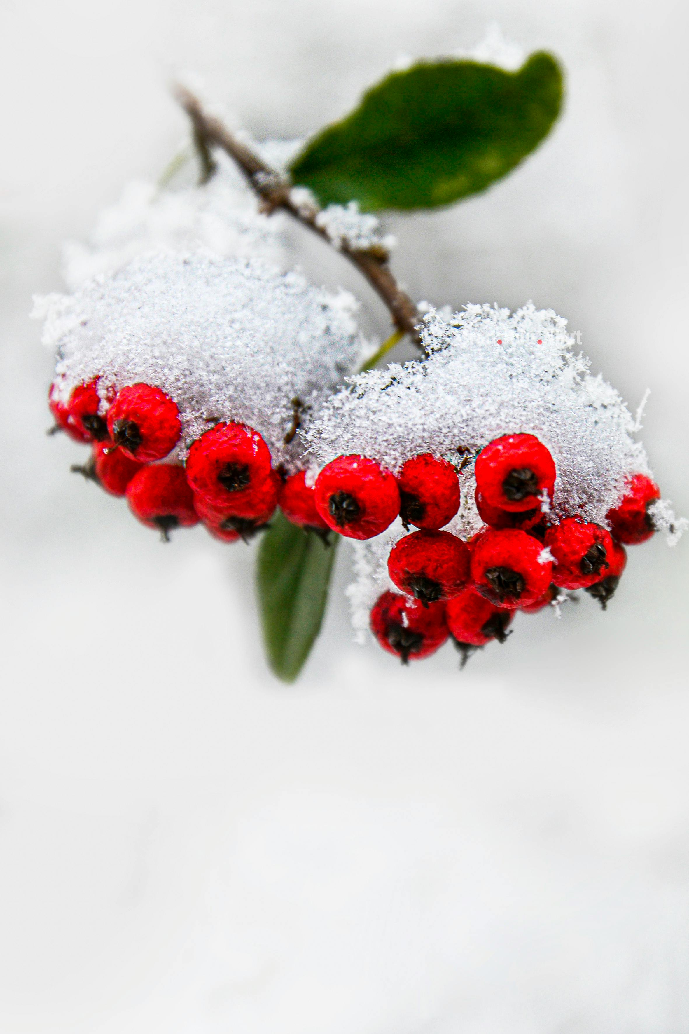 Frost-Covered Red Berries in Winter Close-Up · Free Stock Photo
