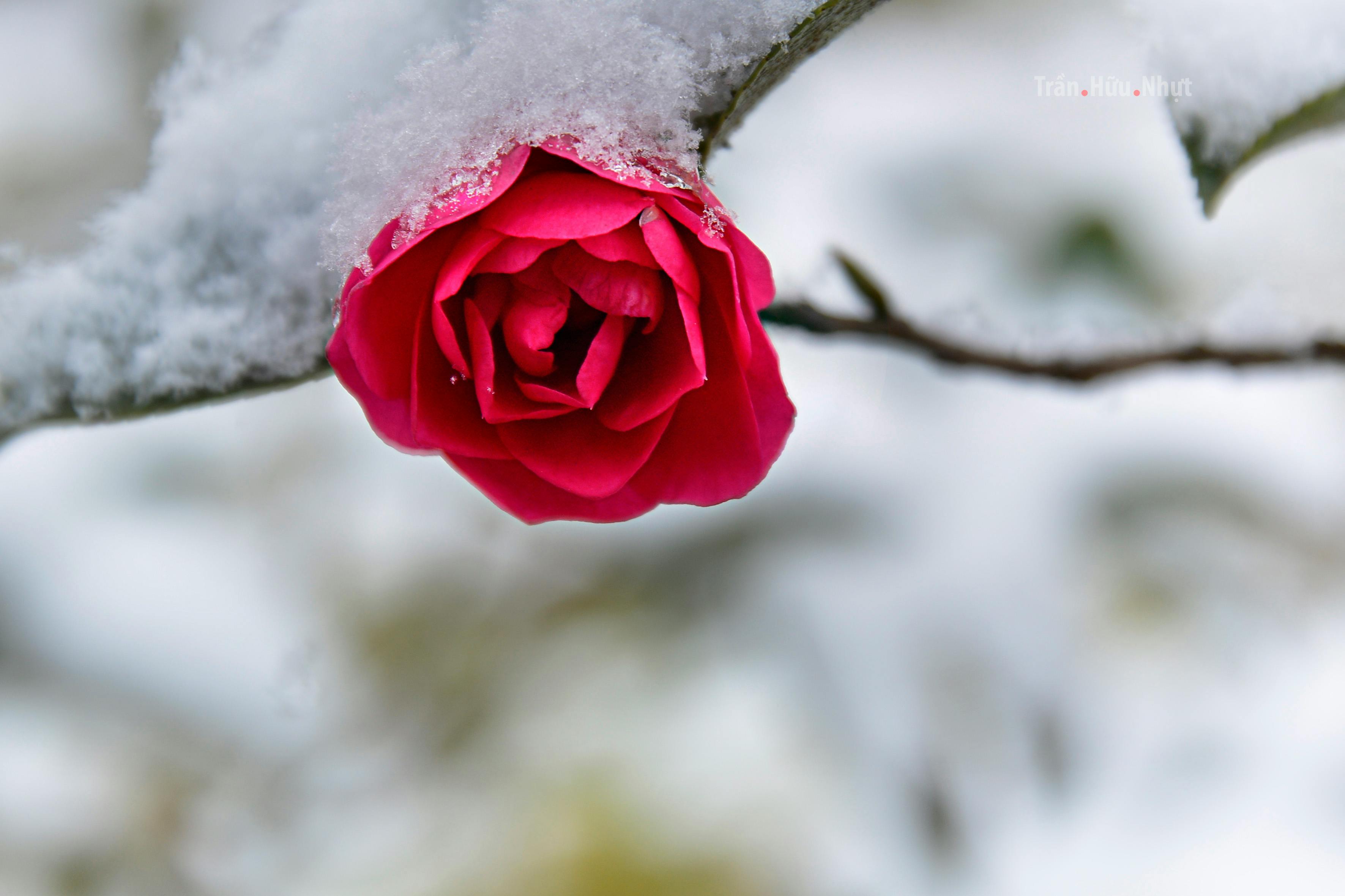 Red Rose Covered in Snow Winter Beauty · Free Stock Photo
