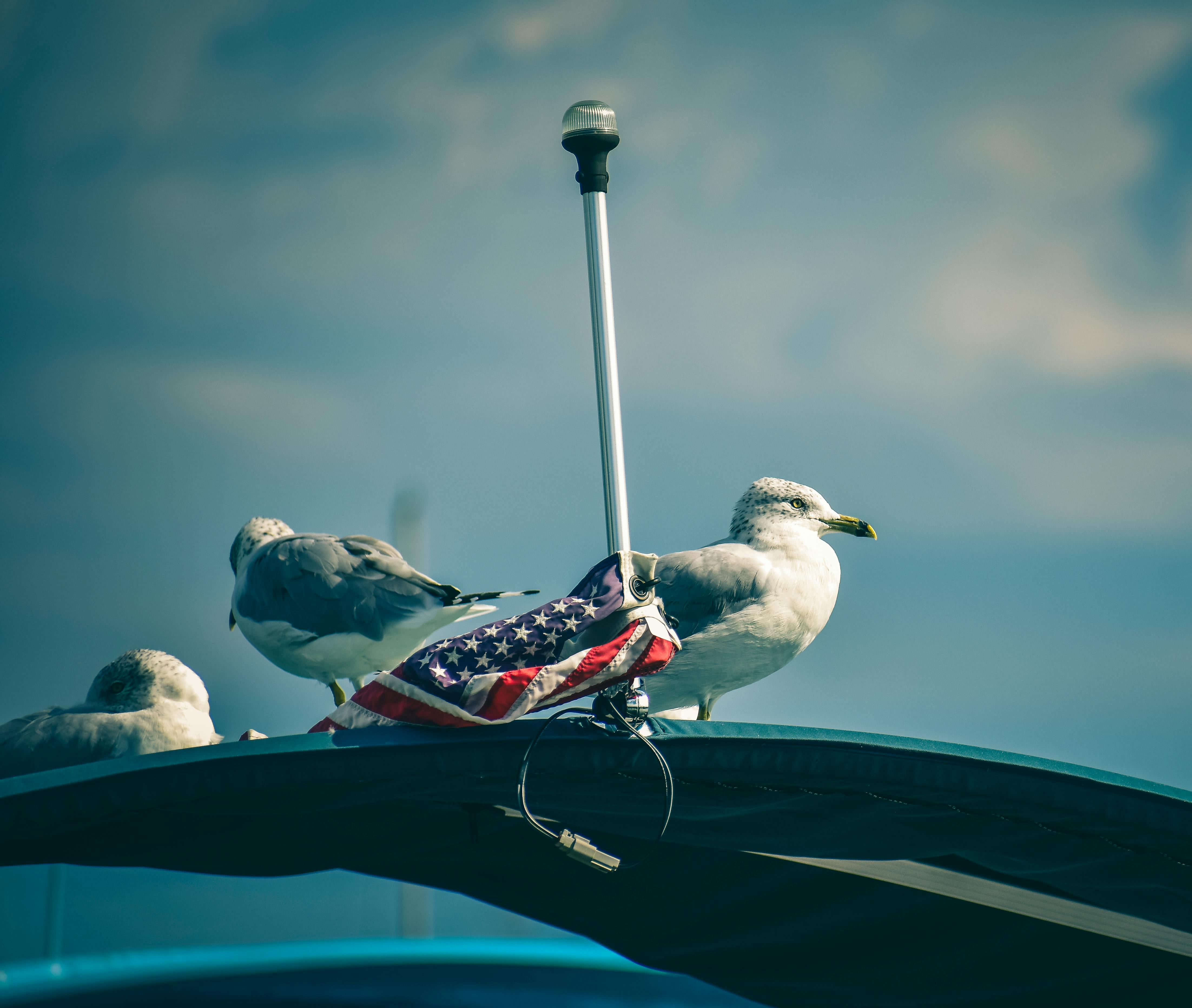 Three Seagulls and American Flag · Free Stock Photo