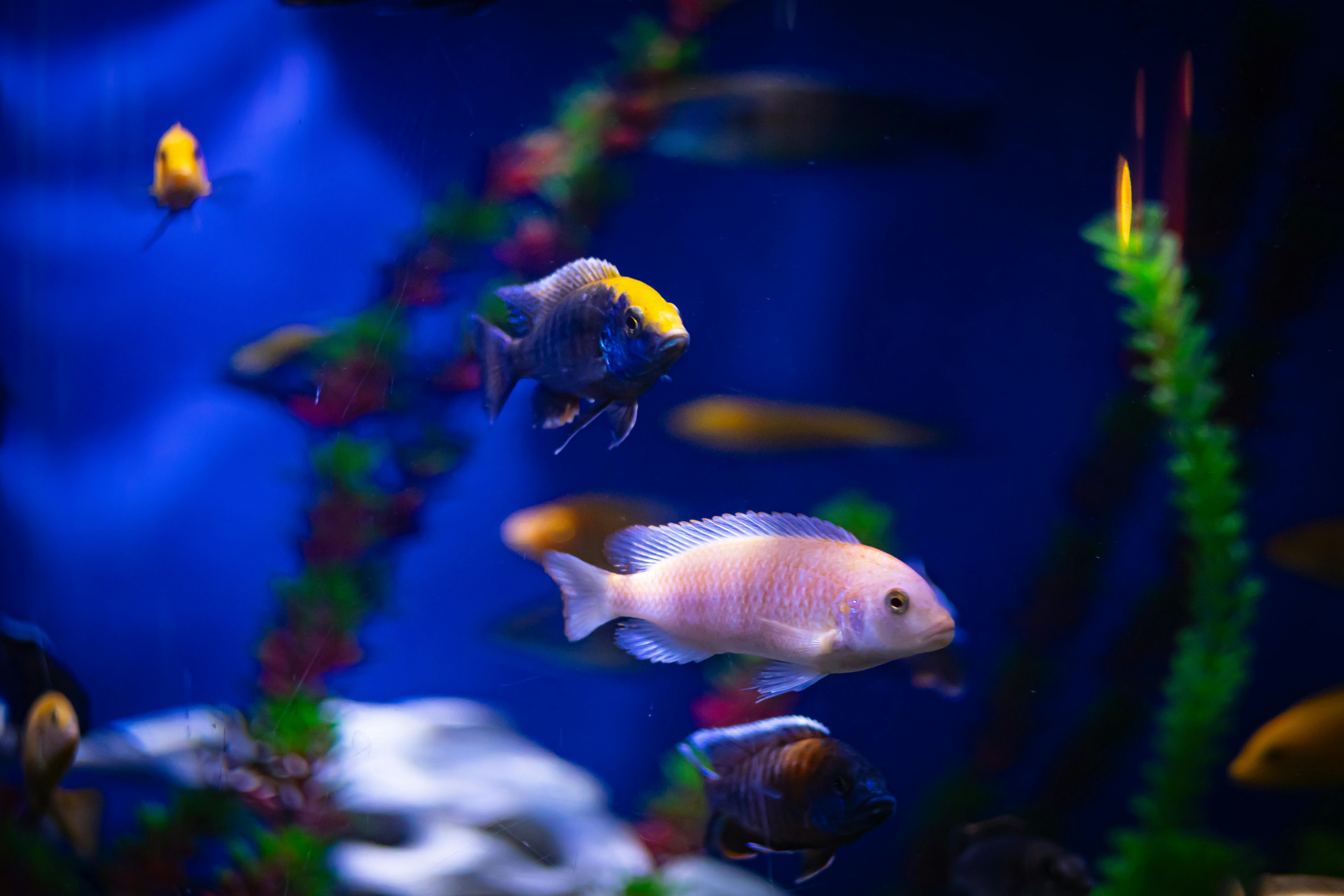 Two Angel Fish in Water · Free Stock Photo