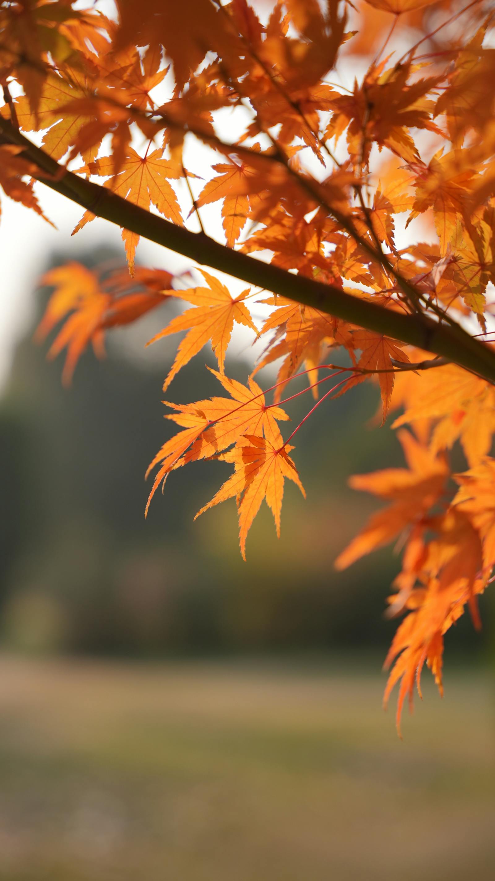 Autumn Leaf Photos, Download The BEST Free Autumn Leaf Stock Photos ...