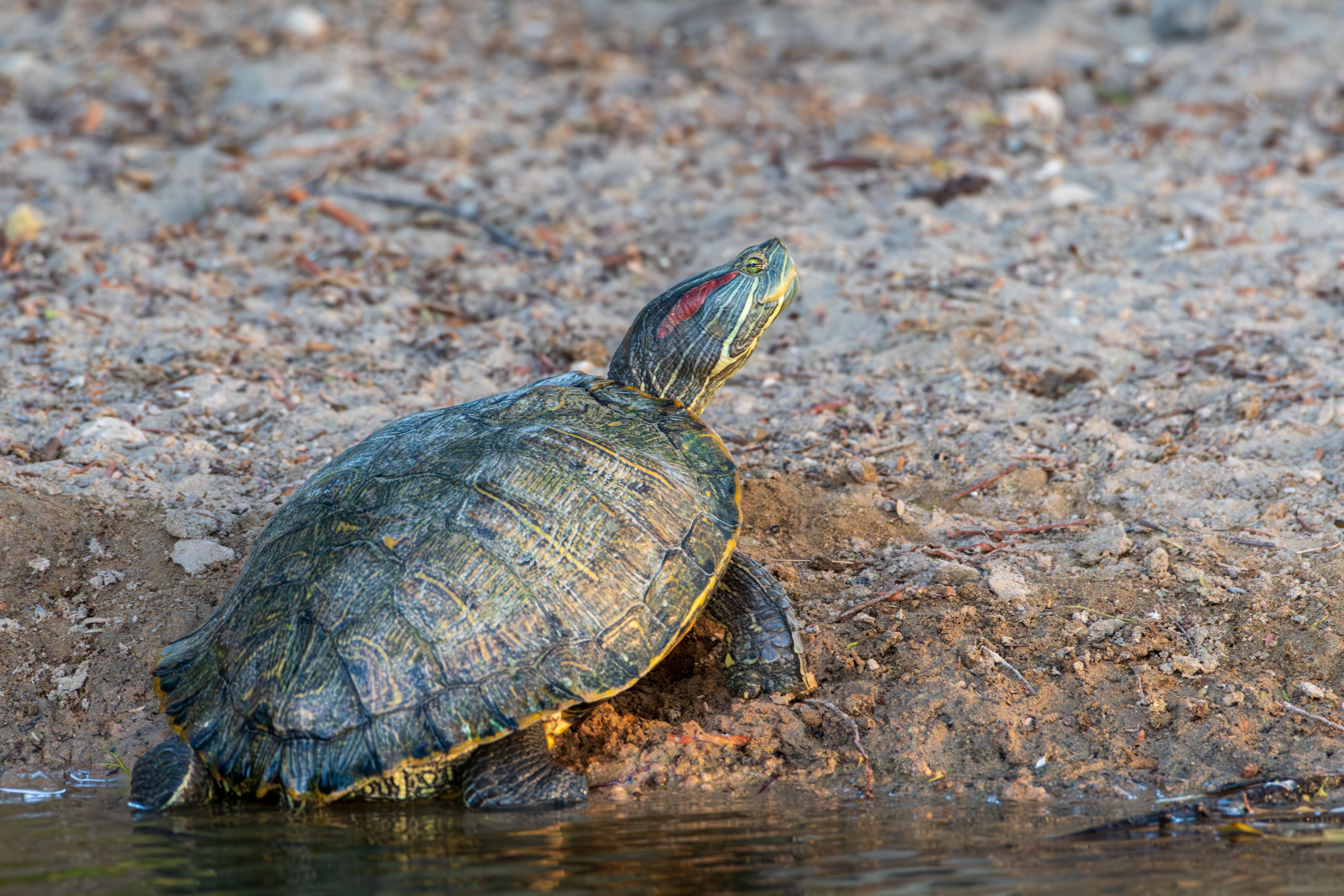 Red-Eared Slider Turtle on Riverbank · Free Stock Photo