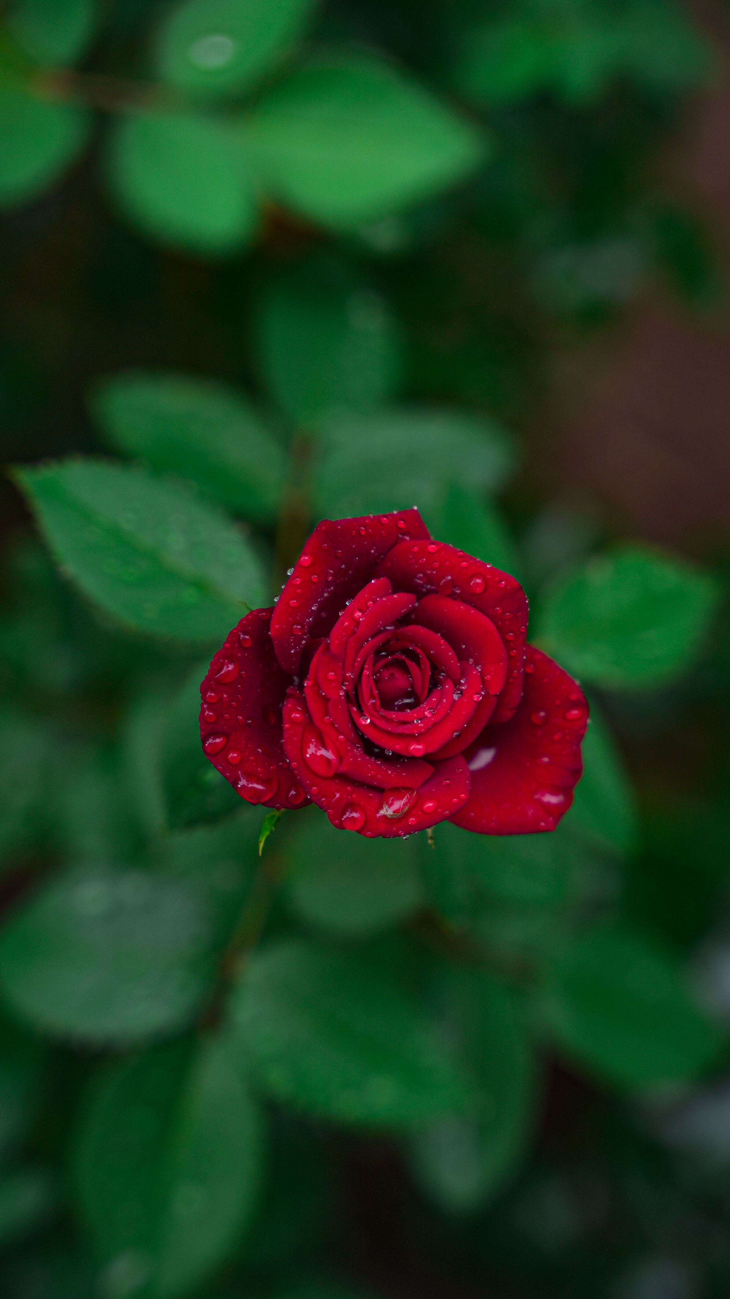 Symbol Of Passion Photos, Download The BEST Free Symbol Of Passion ...
