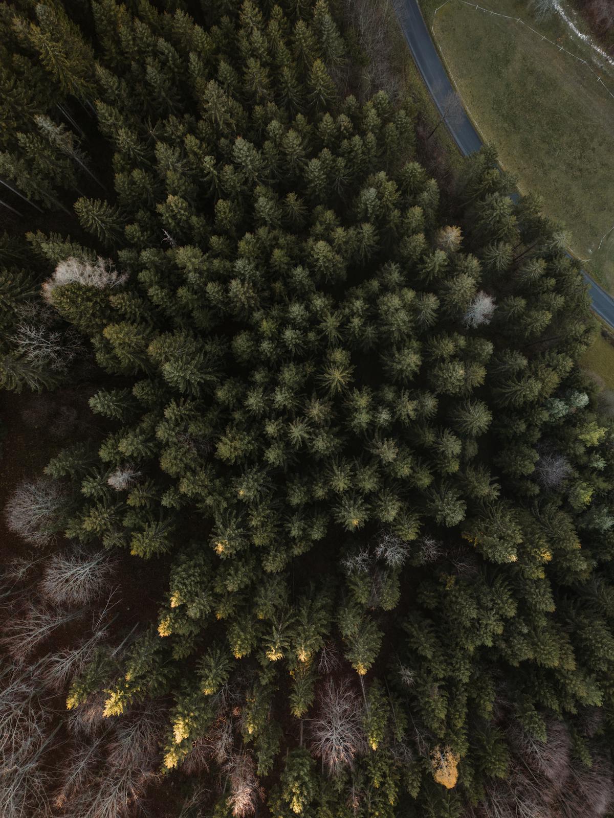 Lush Green Forest 4k Wallpaper Photos, Download The BEST Free Lush ...