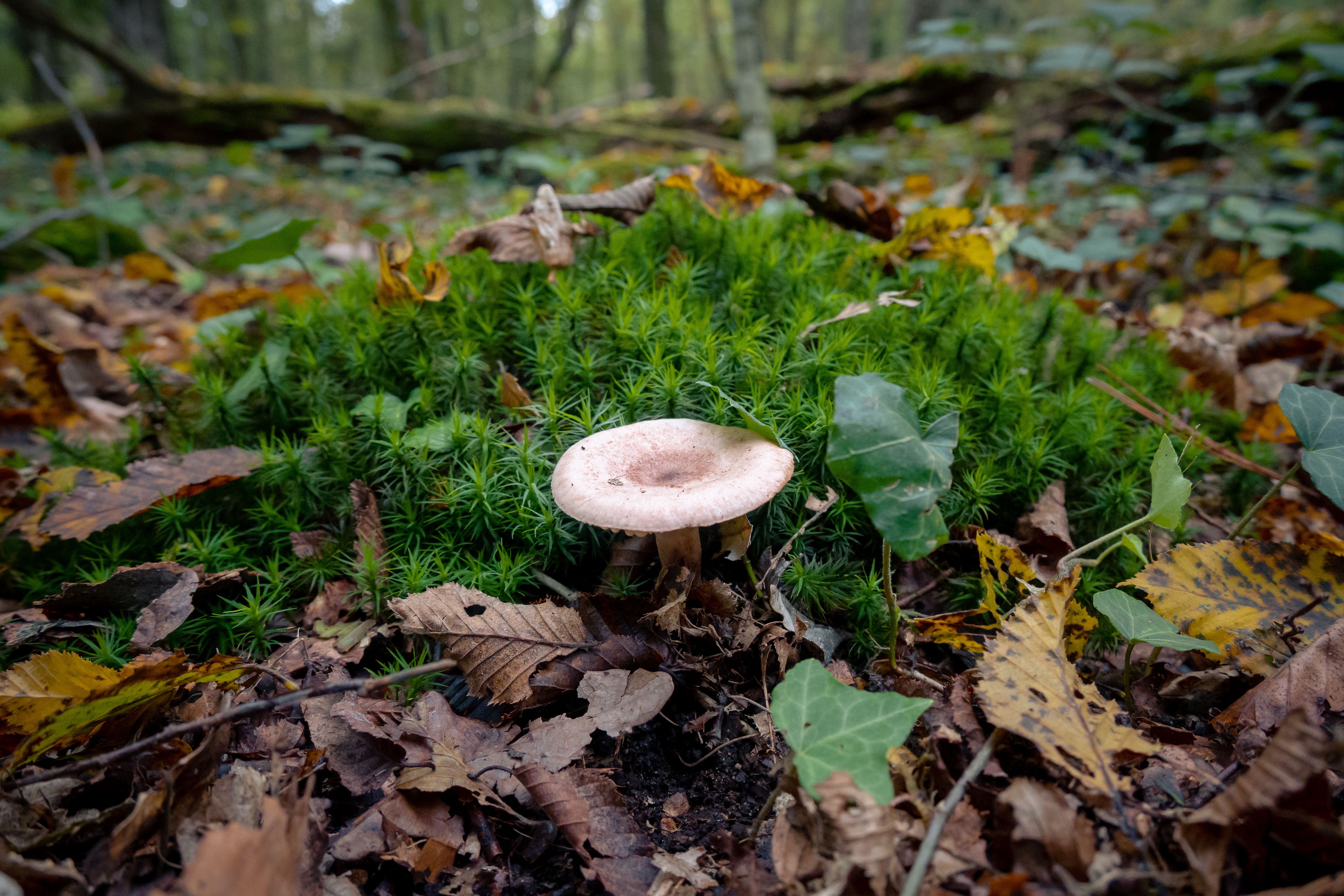Autumn Forest Mushroom Scene Captured Outdoors · Free Stock Photo
