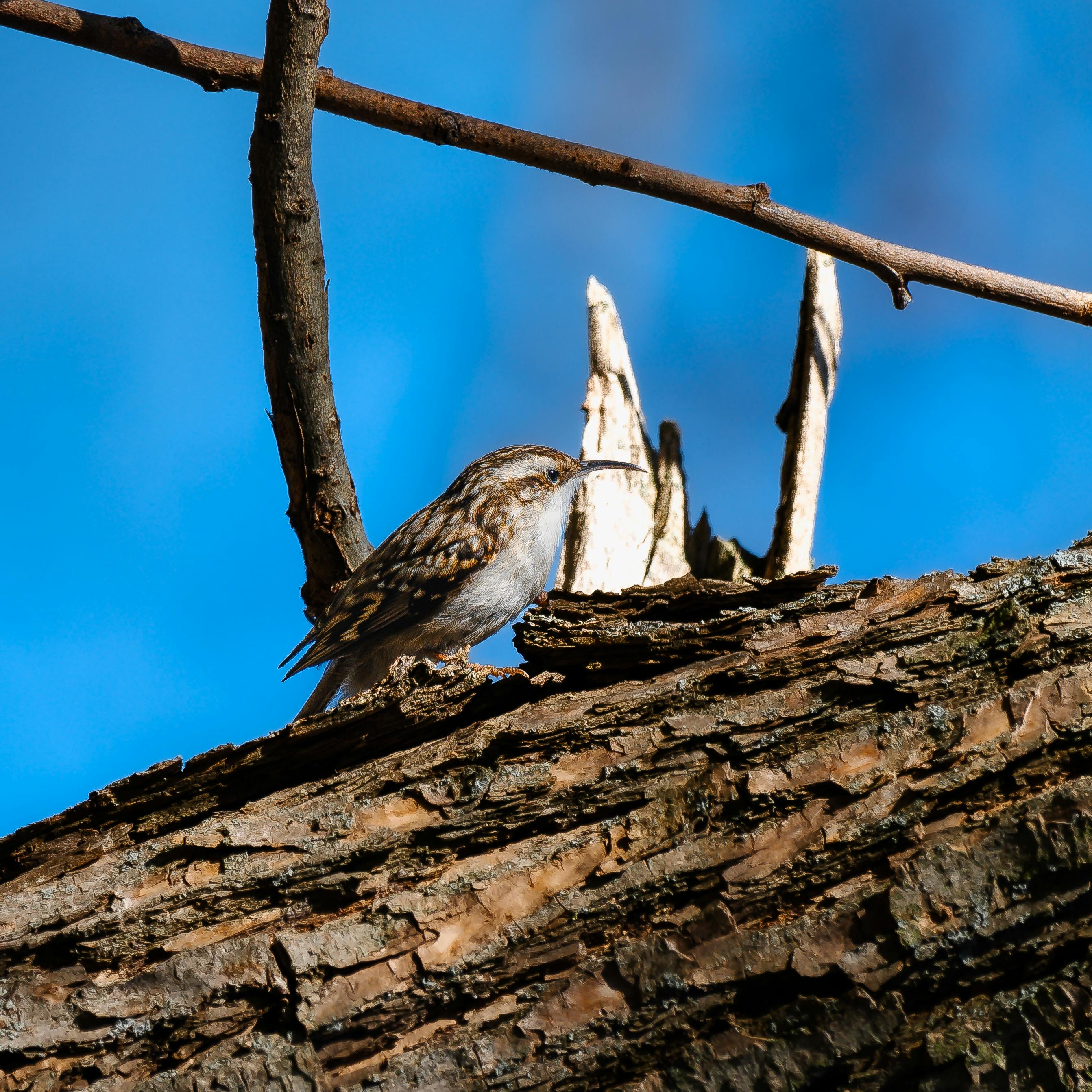 Brown Treecreeper Bird on Tree Trunk · Free Stock Photo