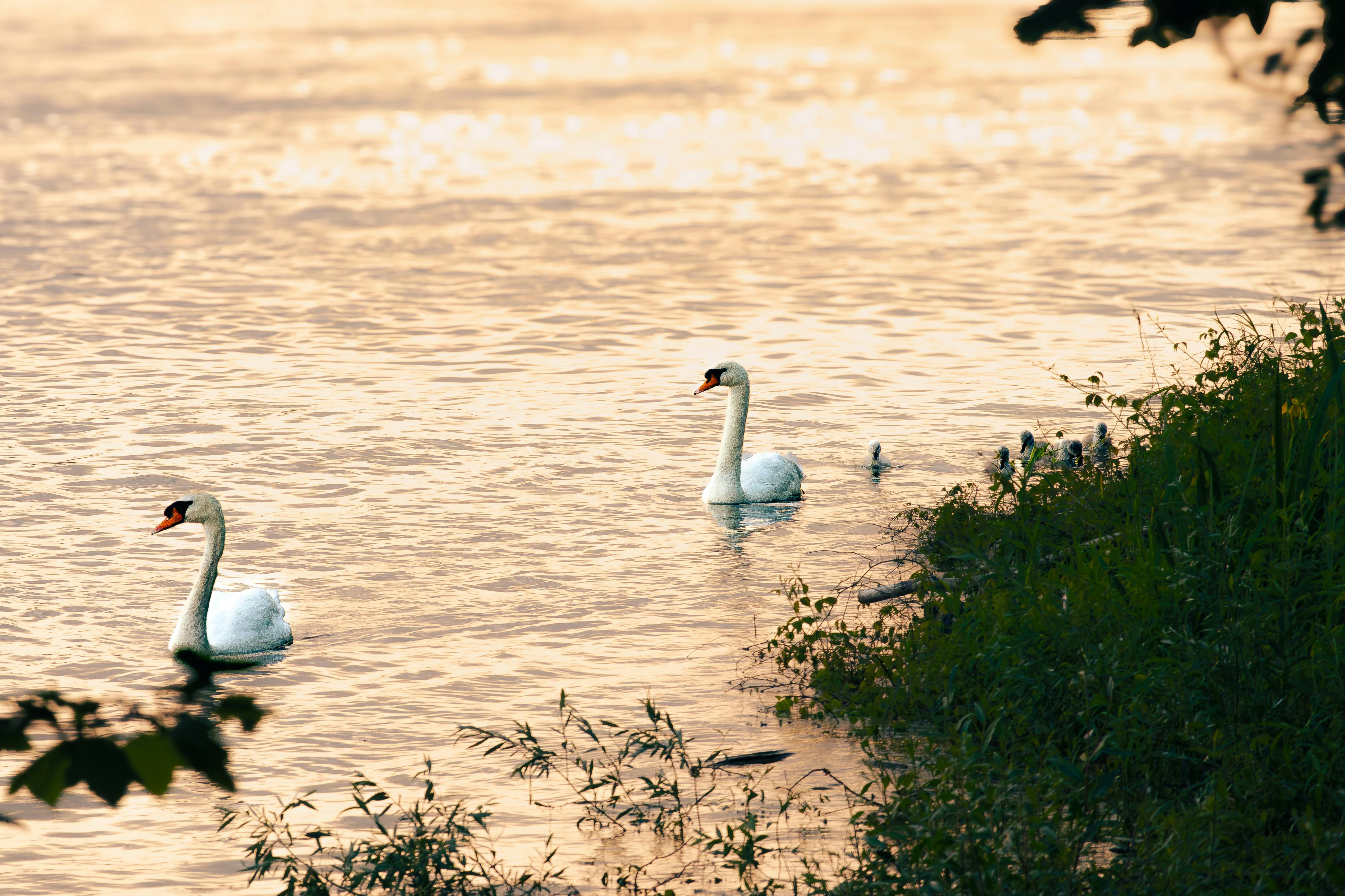 Gebakken Chicked Photos, Download The BEST Free Gebakken Chicked Stock ...