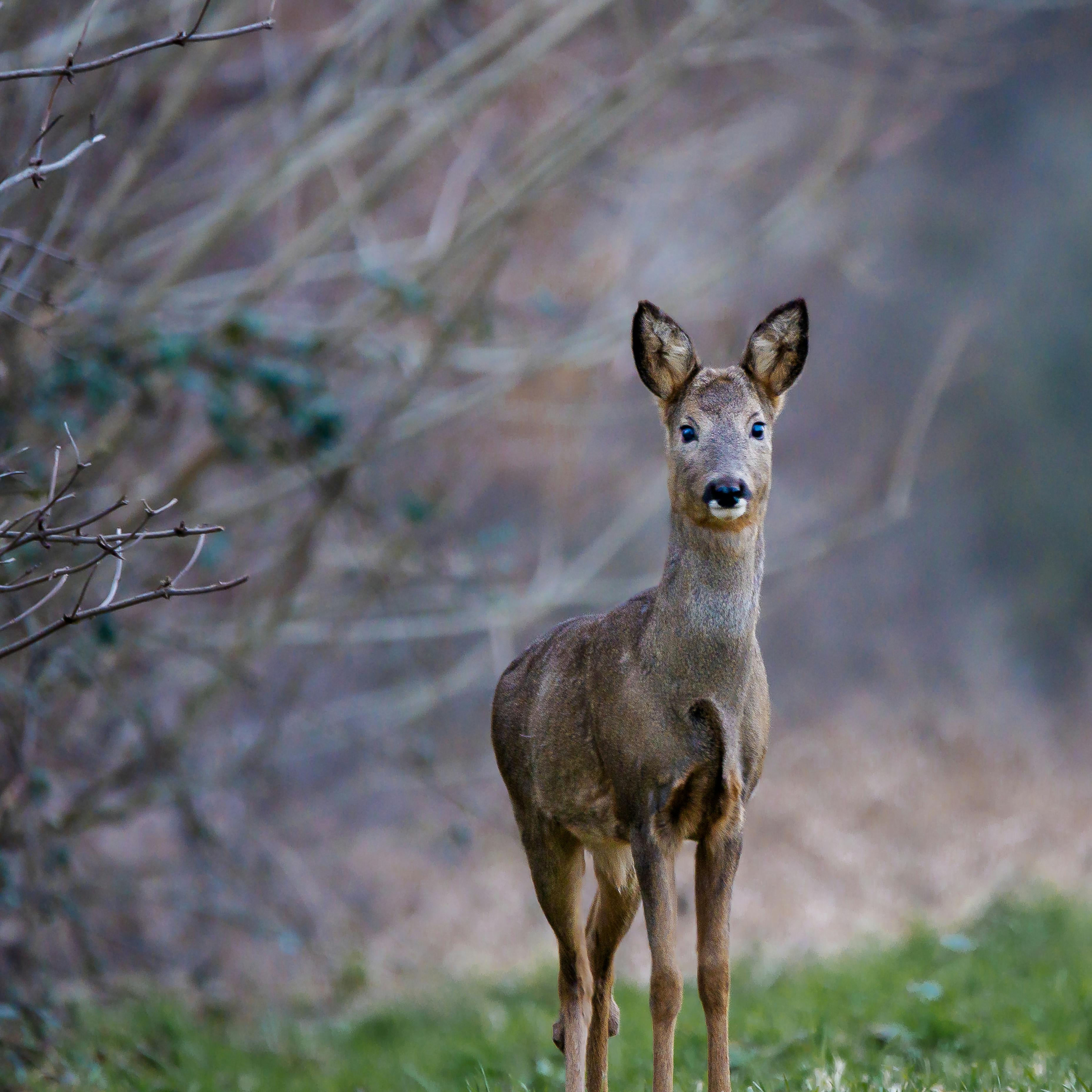 Wild Roe Deer in Natural Habitat During Spring · Free Stock Photo