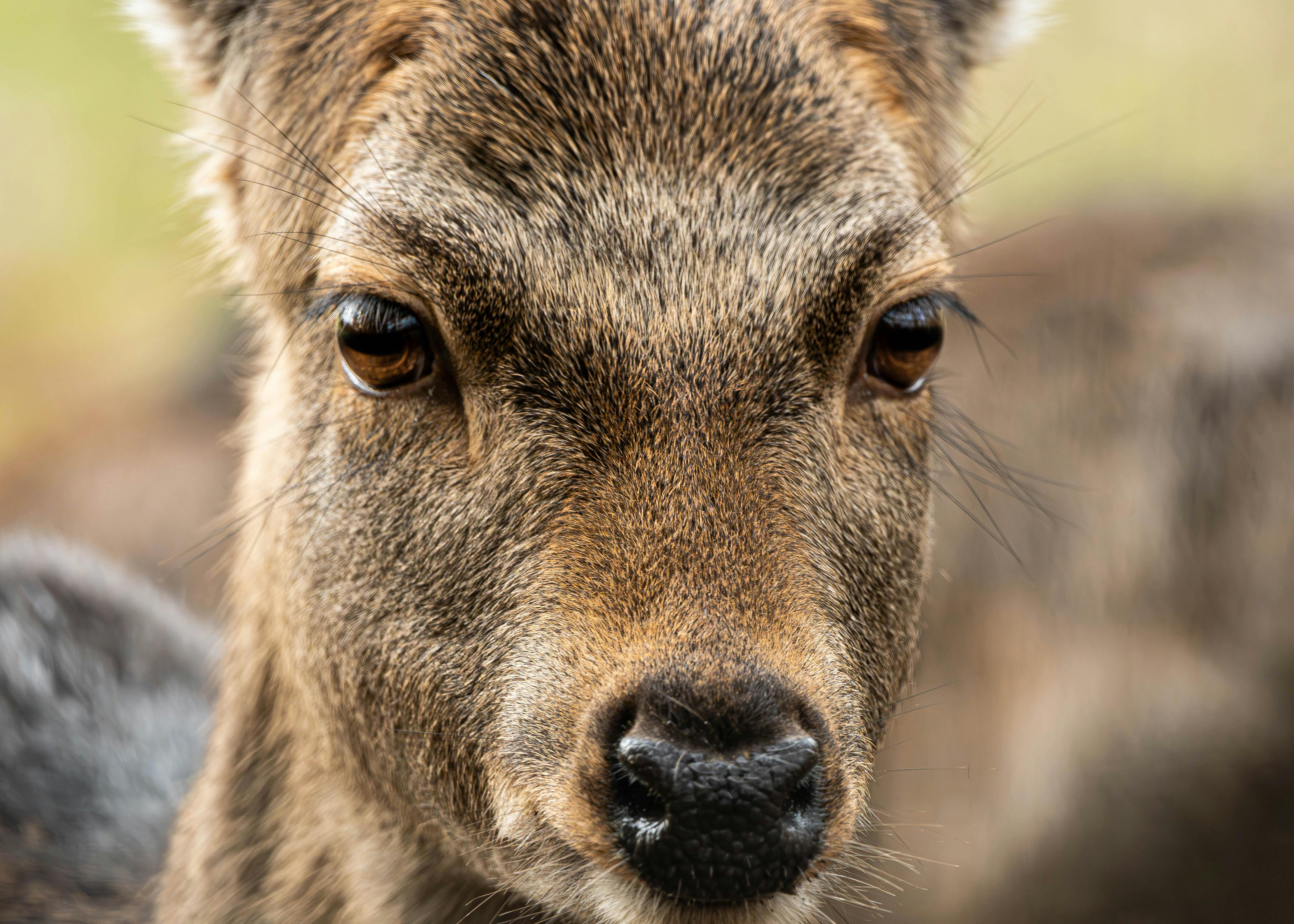 Close-up Portrait of Sika Deer in Nature · Free Stock Photo