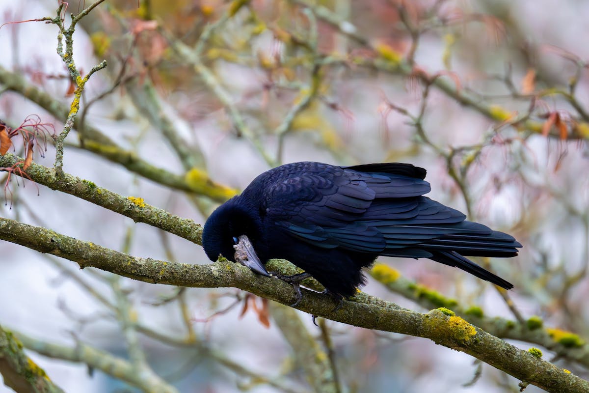 Raven Bird Photos, Download The BEST Free Raven Bird Stock Photos & HD ...