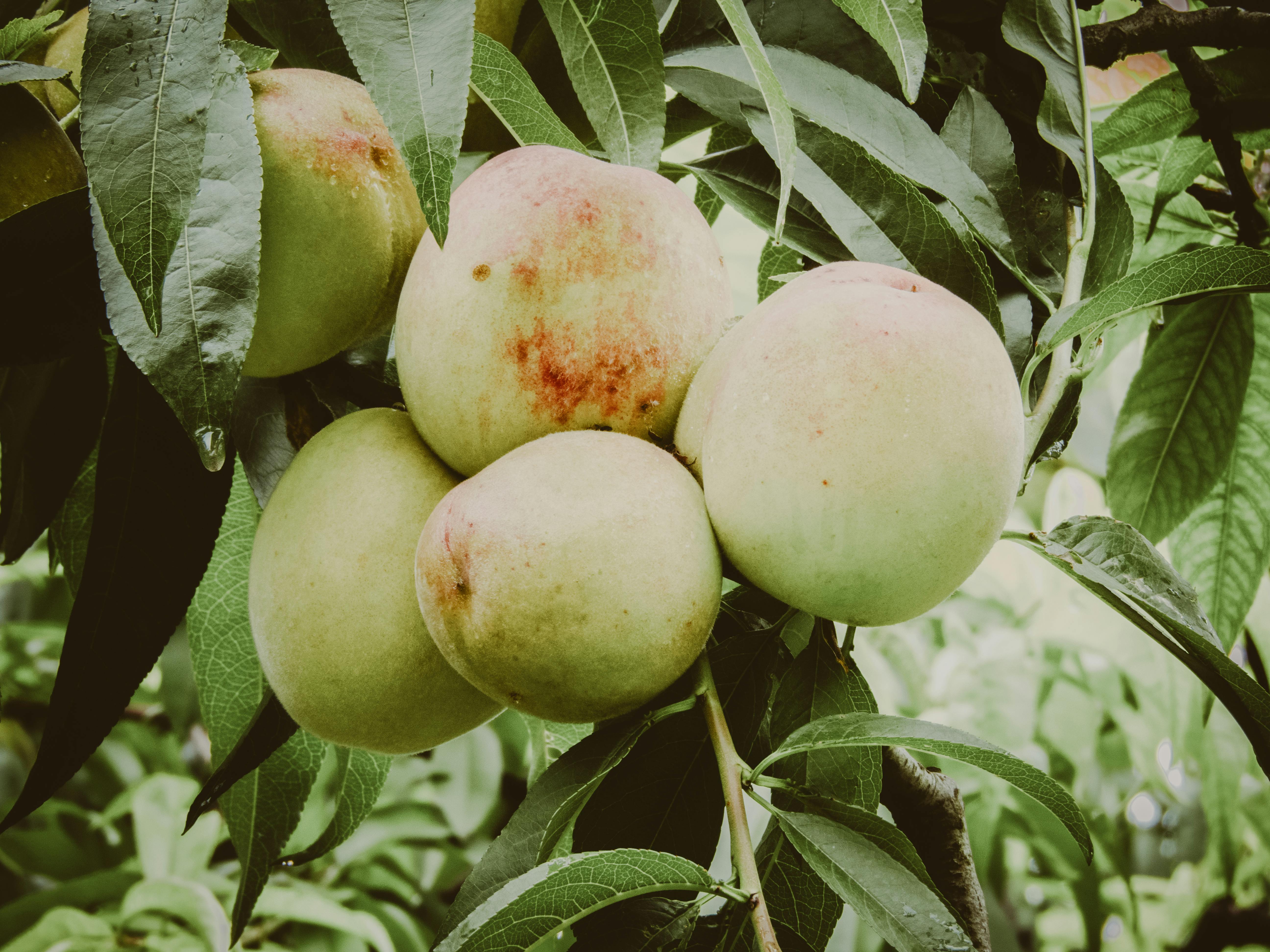 Close-up of Ripening Peaches on a Tree Branch · Free Stock Photo