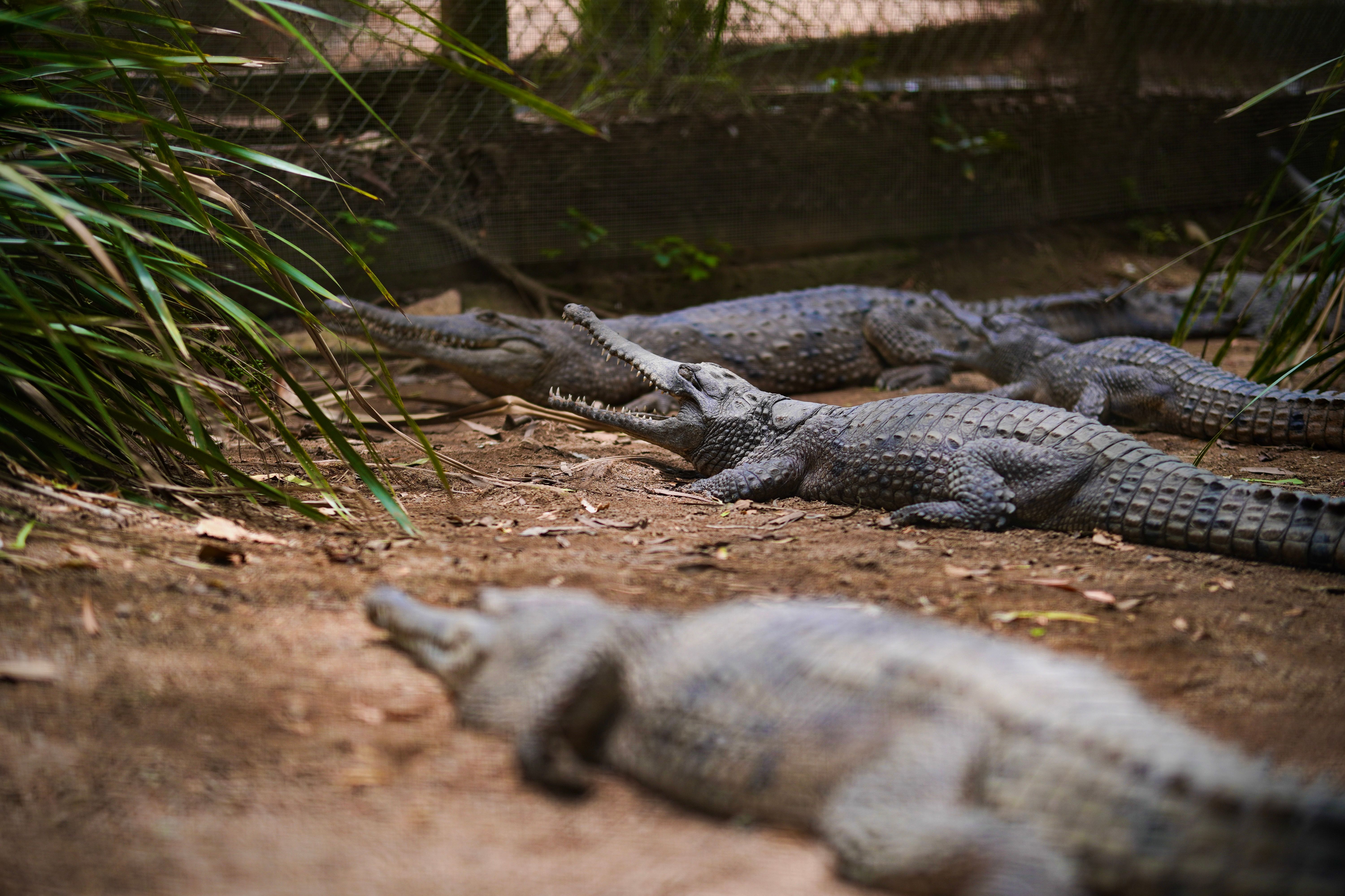 Crocodiles Resting in a Nature Reserve Habitat · Free Stock Photo