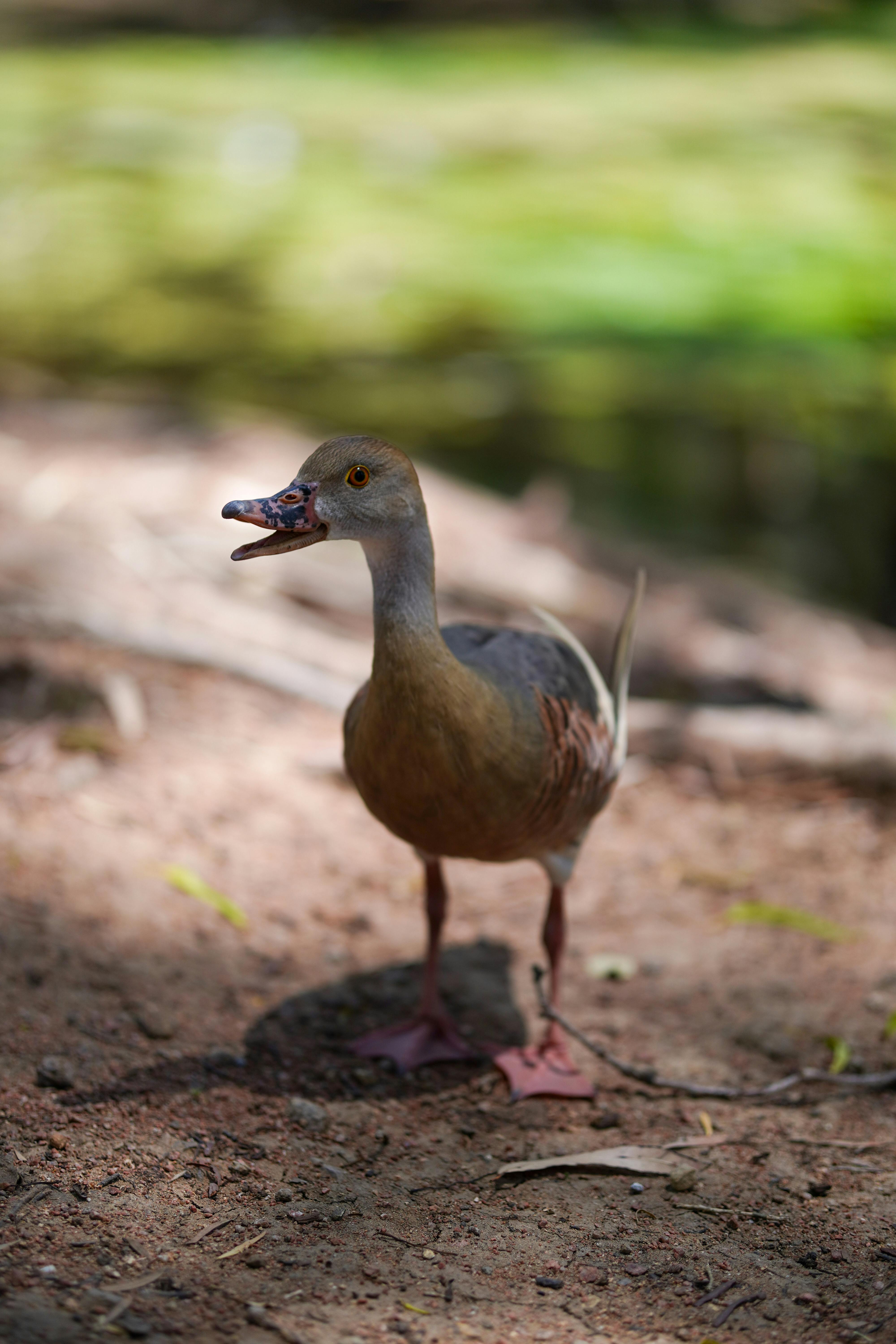 Dainty Duck Standing on Sunny Riverside Path · Free Stock Photo
