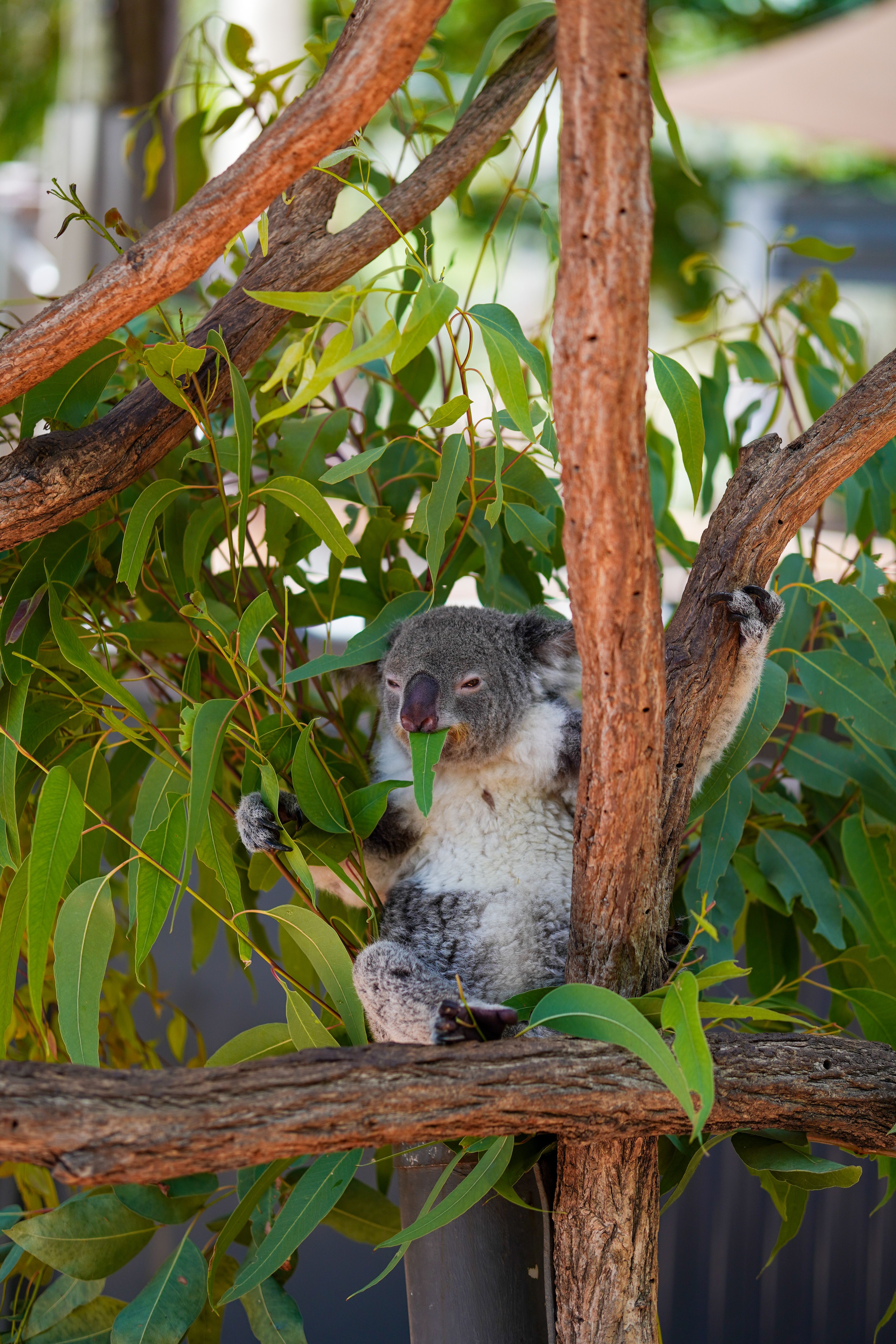 Koala in Eucalyptus Tree Eating Leaves · Free Stock Photo