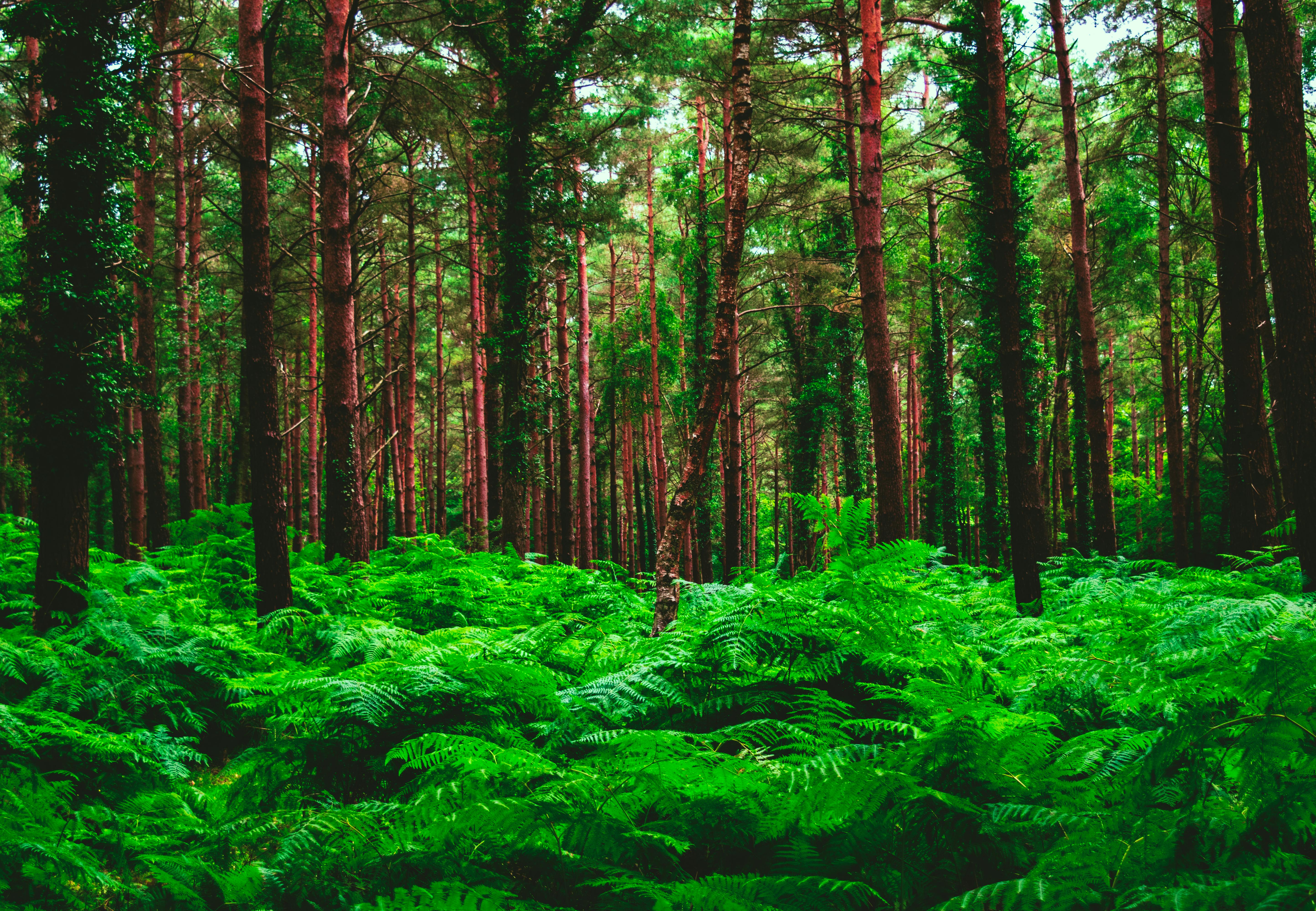 Forest during Day · Free Stock Photo