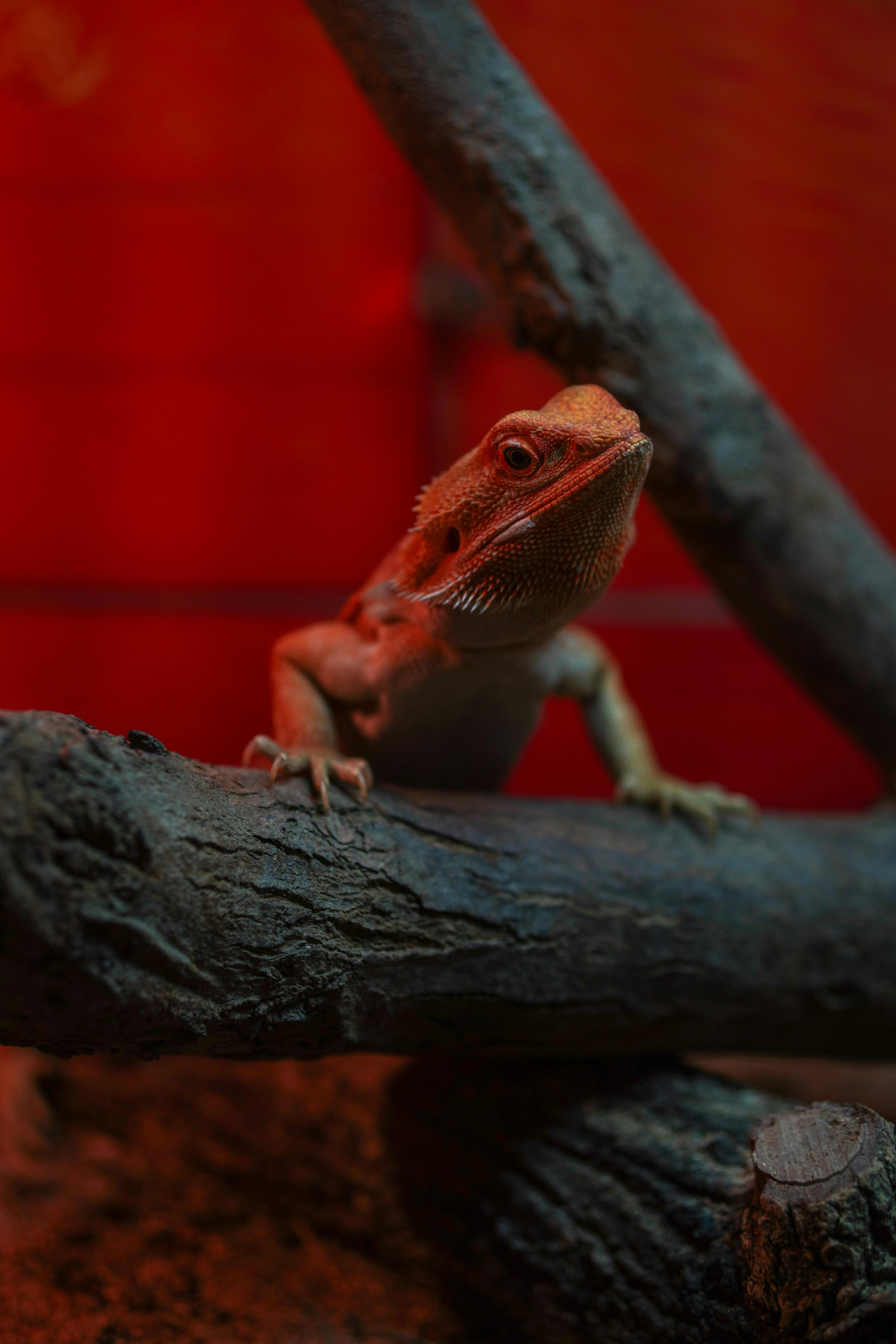 Wild Reptile Photos, Download The BEST Free Wild Reptile Stock Photos ...