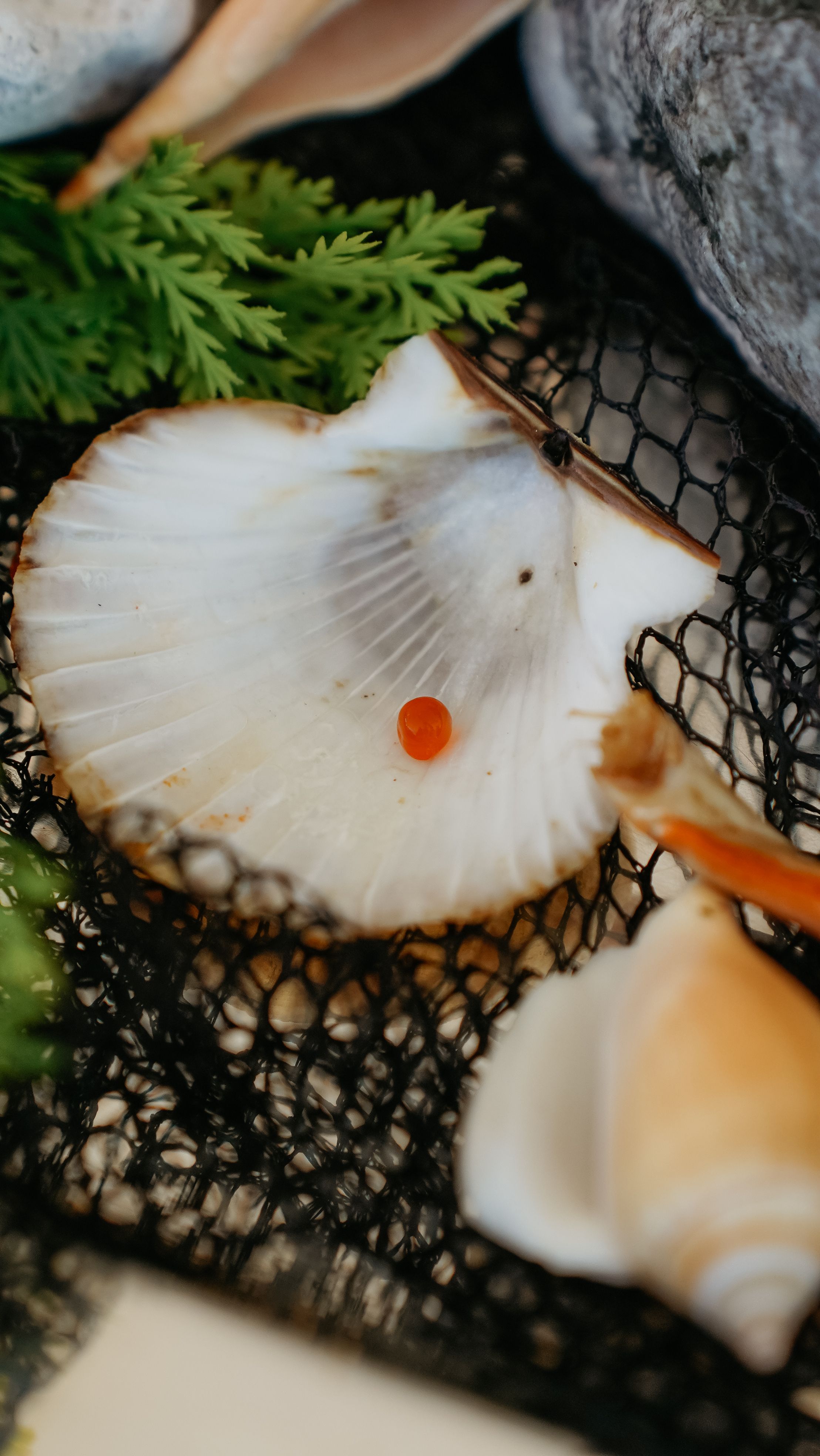 Fresh Seafood Display with Caviar and Shells · Free Stock Photo