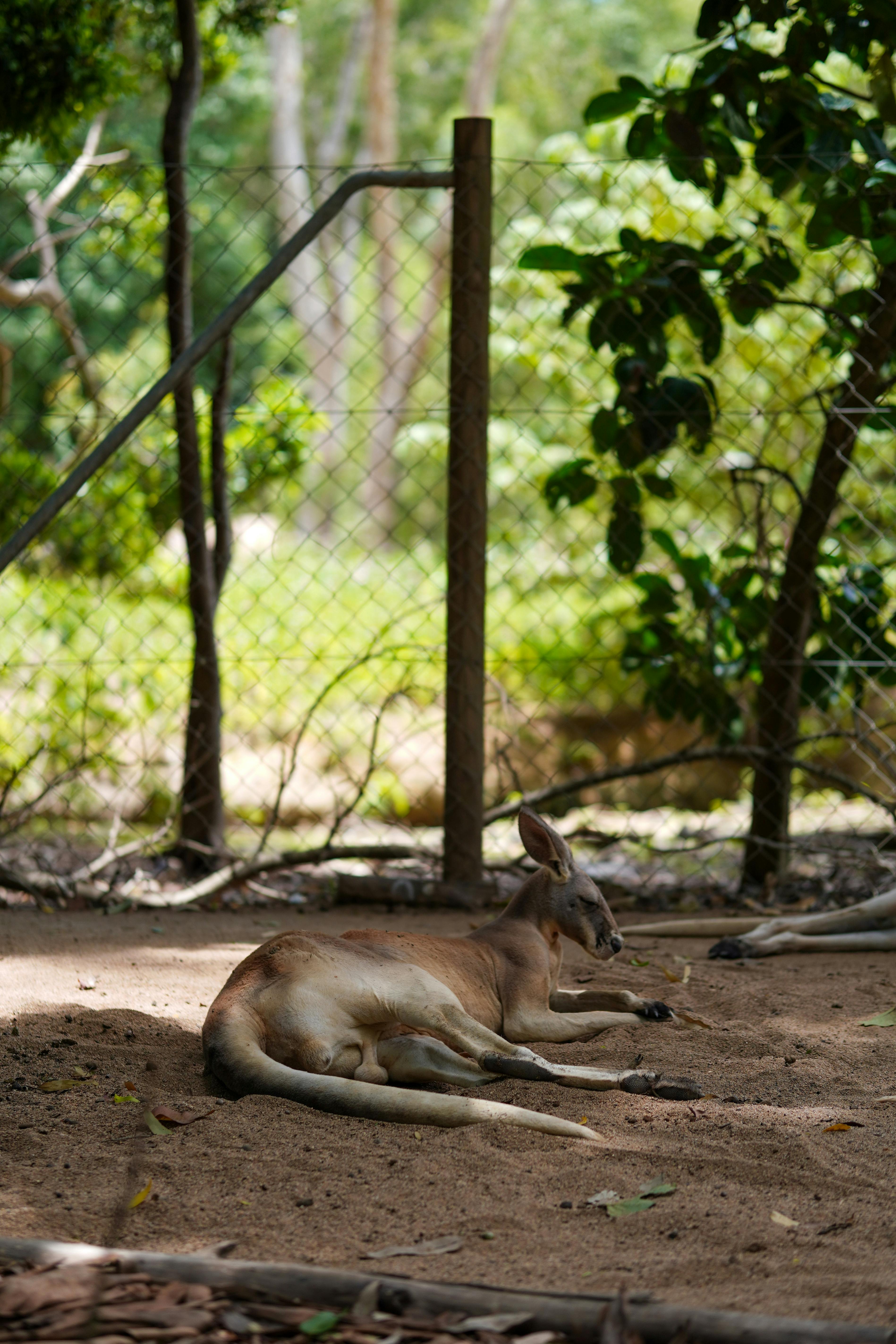Relaxed kangaroo resting in shaded outdoor sanctuary · Free Stock Photo