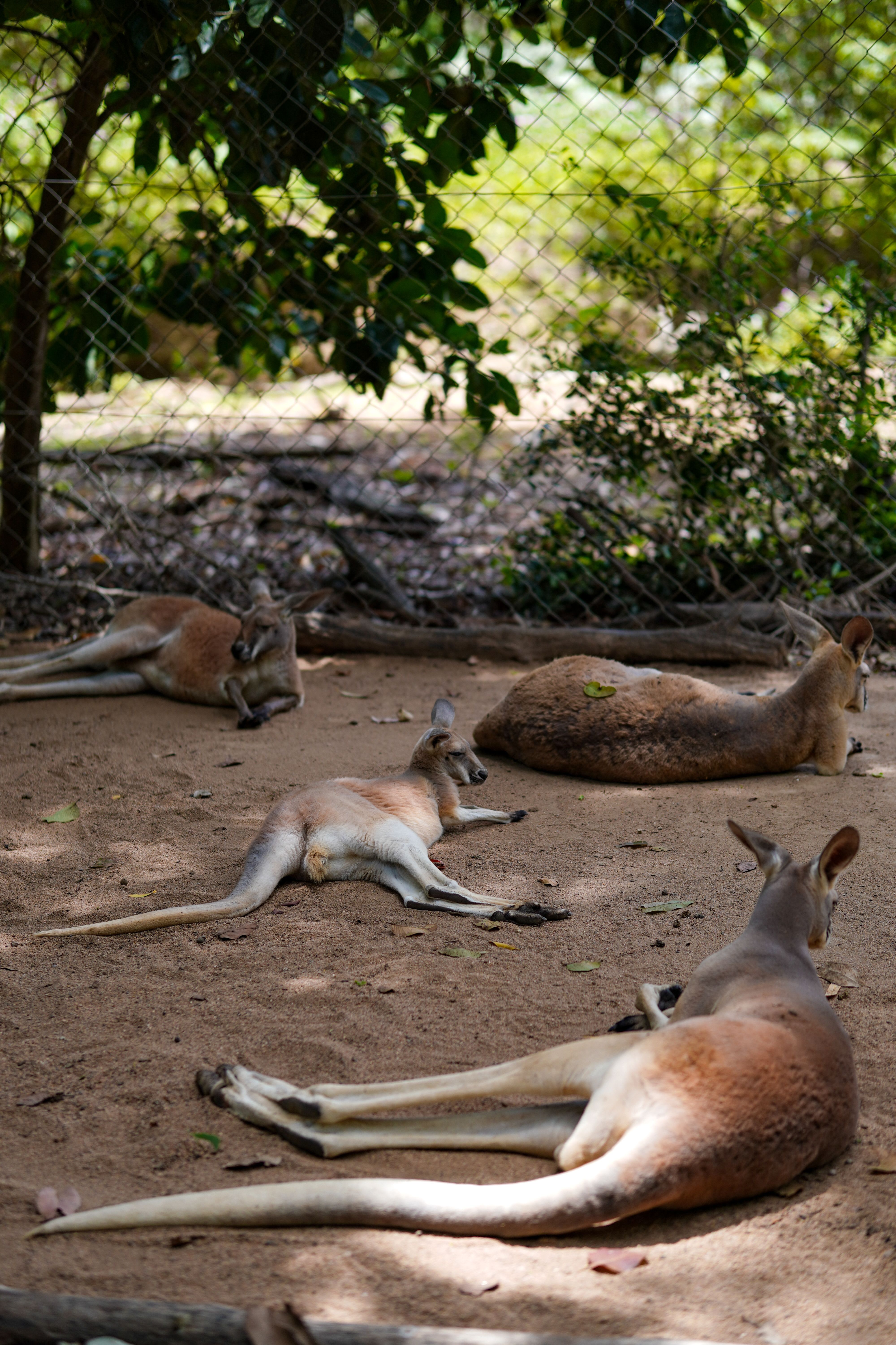 Kangaroos Resting in a Sunny Outdoor Enclosure · Free Stock Photo