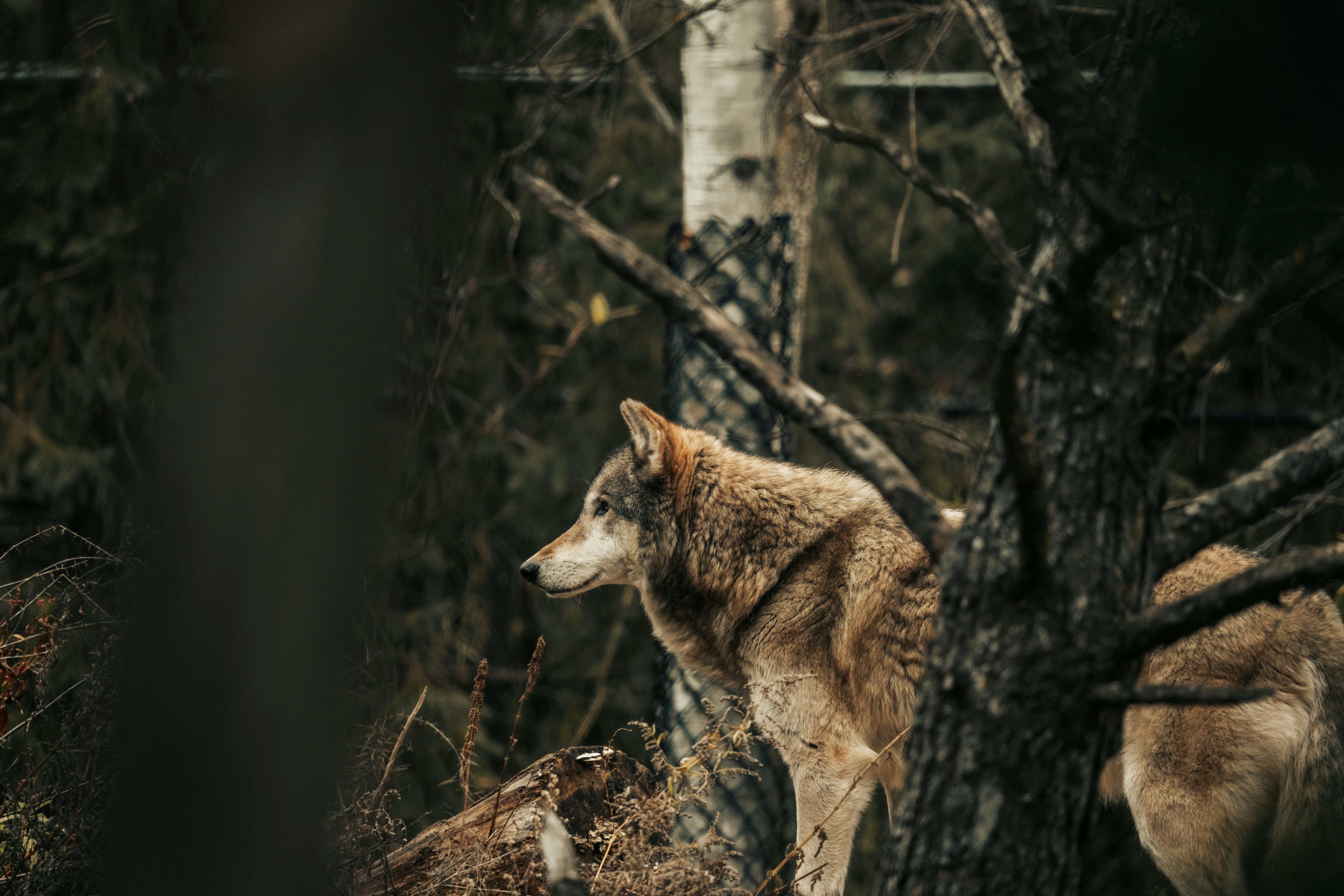 Majestic Grey Wolf in Natural Habitat · Free Stock Photo