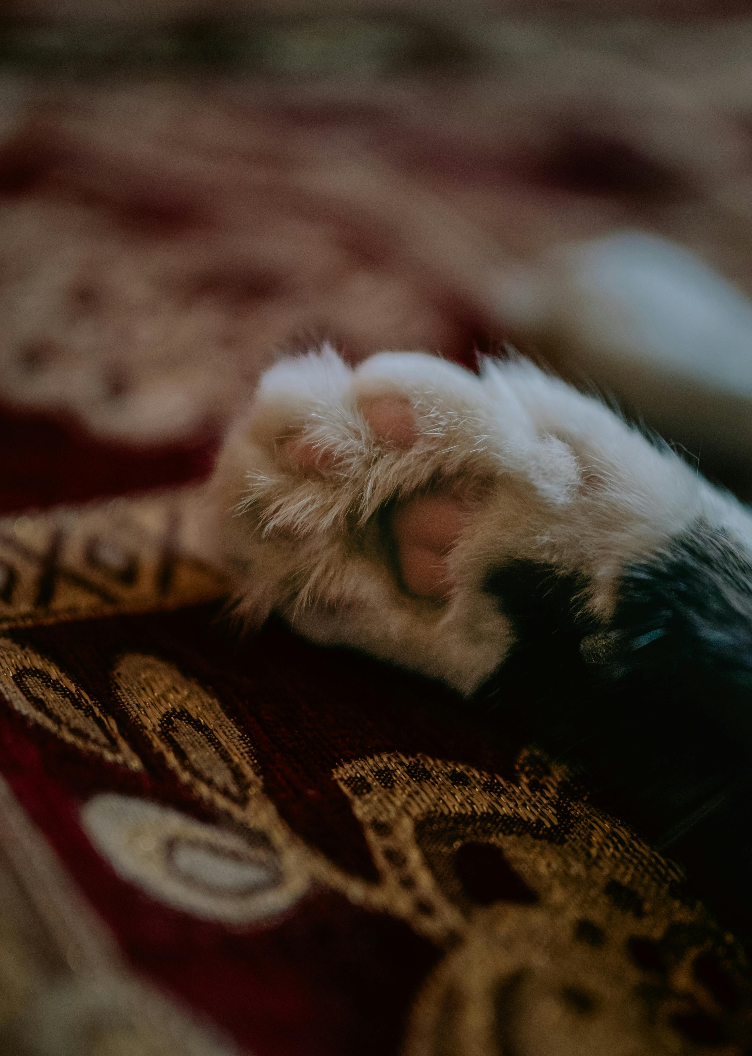 Cat Pfp Photos, Download The BEST Free Cat Pfp Stock Photos & HD Images