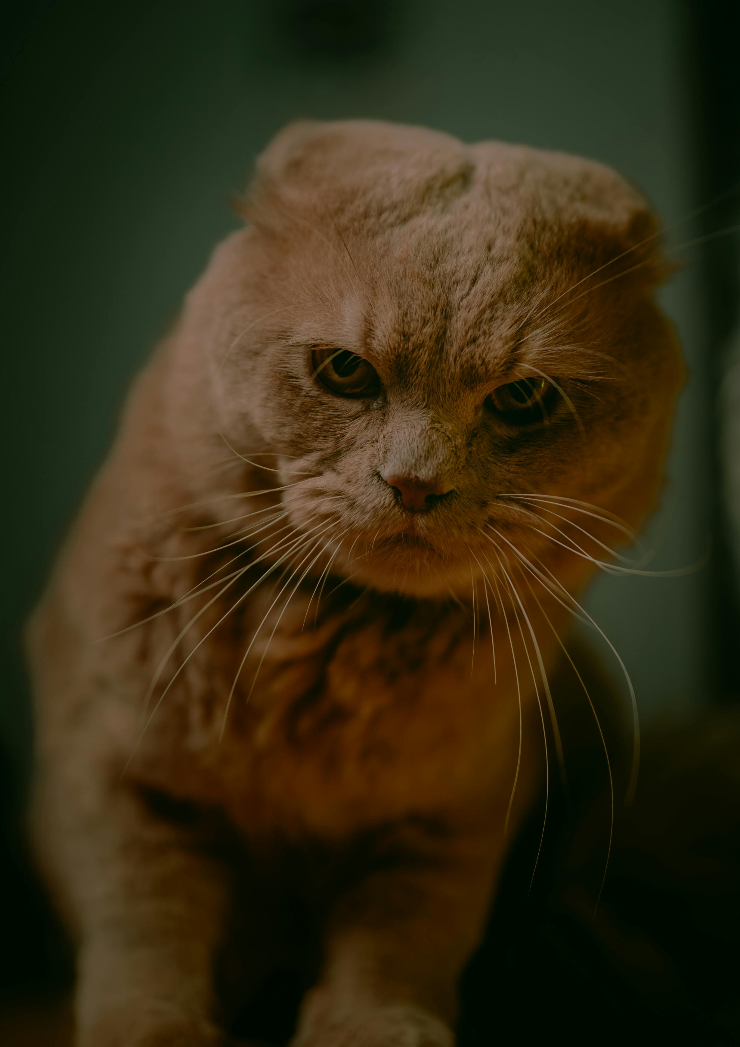 Milo El León · Foto de stock gratuita